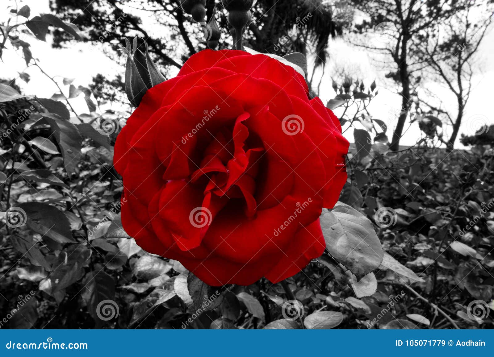 Feuillage Rouge Sang De Rose in Black and White Image stock - Image du ...