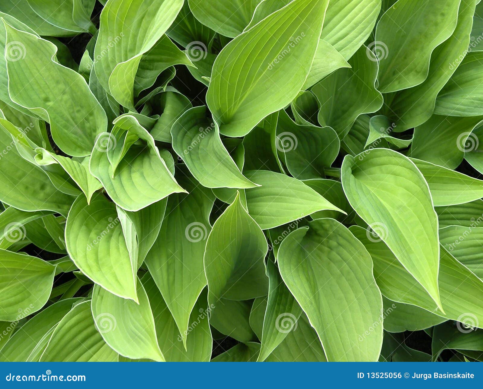 Feuillage vert photo stock. Image du flore, fond, feuillage - 13525056