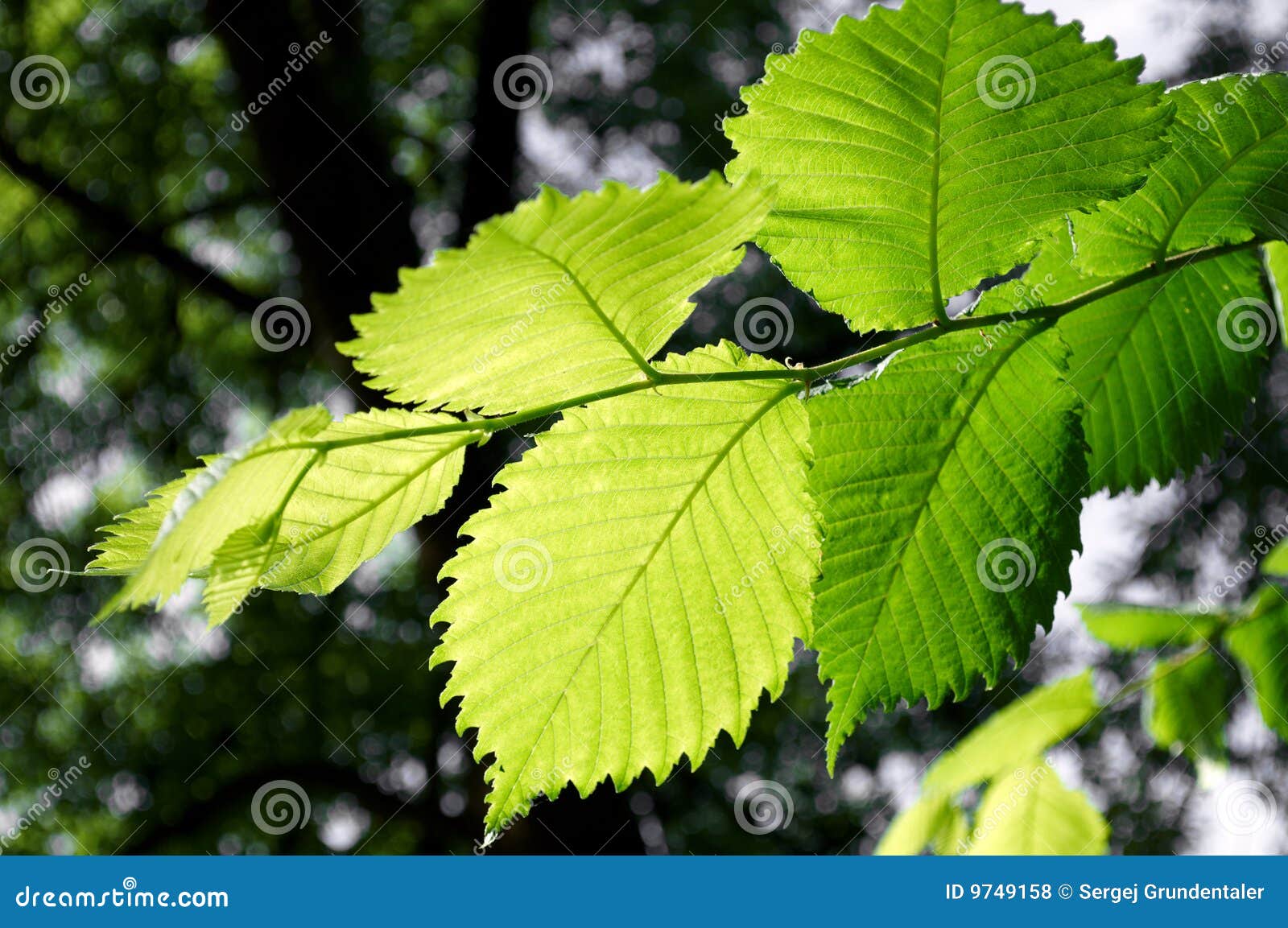Feuillage vert photo stock. Image du environnement, lame - 9749158