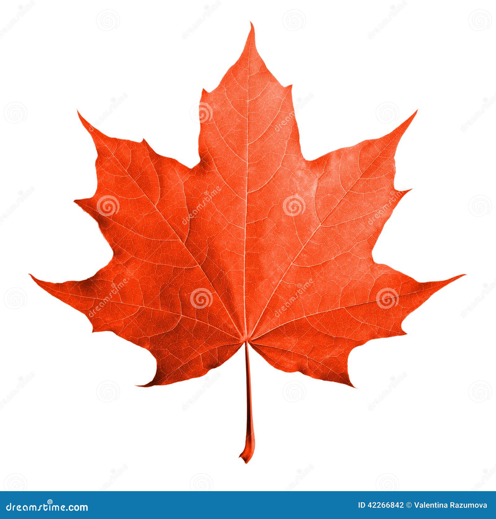 Feuille D'érable Rouge D'isolement Photo stock - Image du lame, canada ...