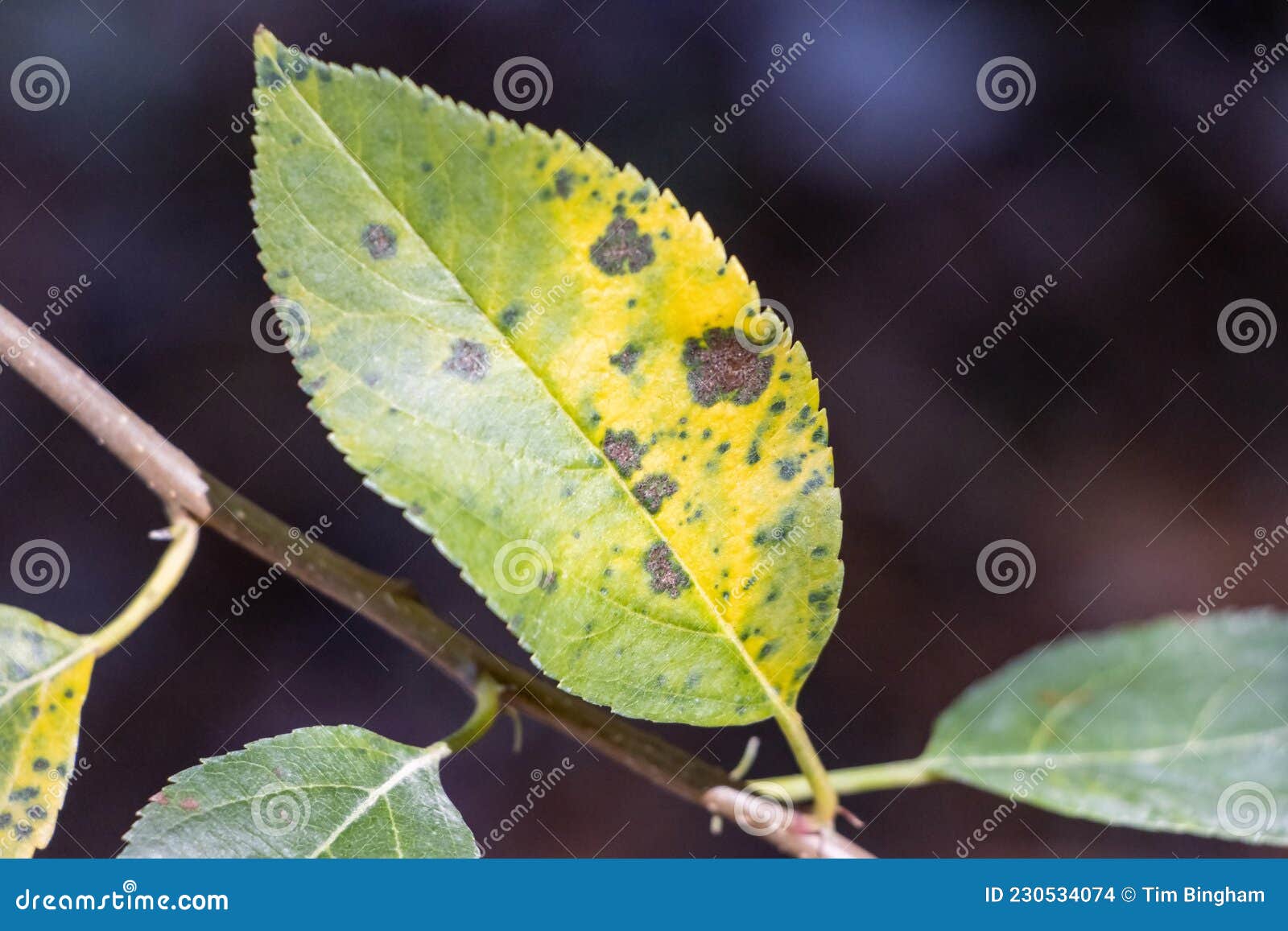 Feuille D'arbre Malade Avec Taches Photo stock - Image du cheminée ...
