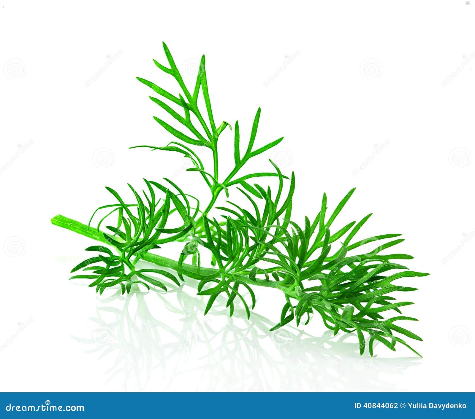 Feuille d'herbe d'aneth photo stock. Image of lame, détail - 40844062