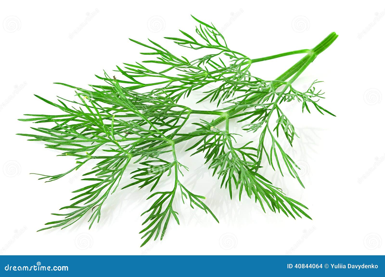 Feuille d'herbe d'aneth photo stock. Image du fond, couleur - 40844064