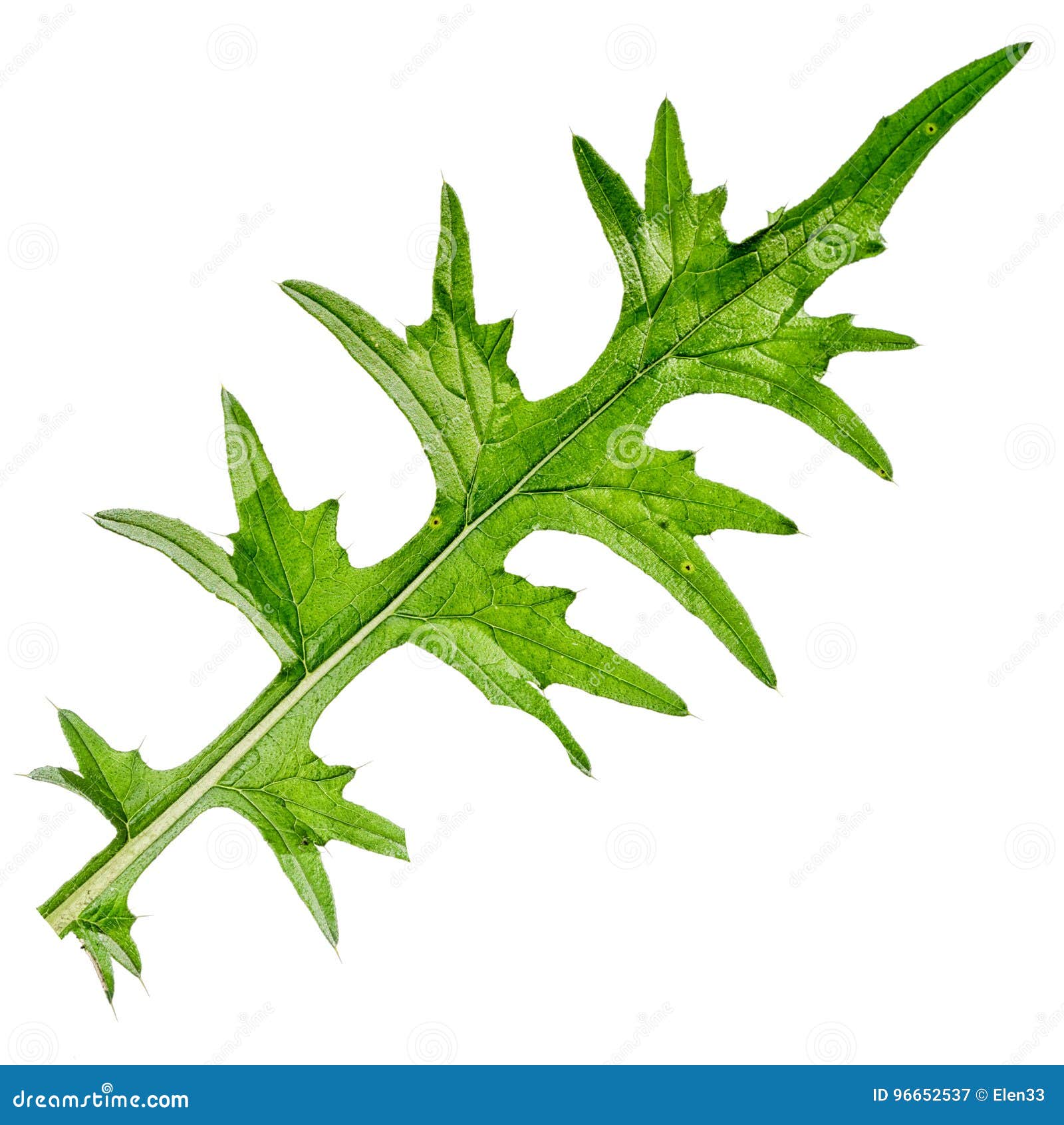 Feuille de chardon image stock. Image du branchement - 96652537