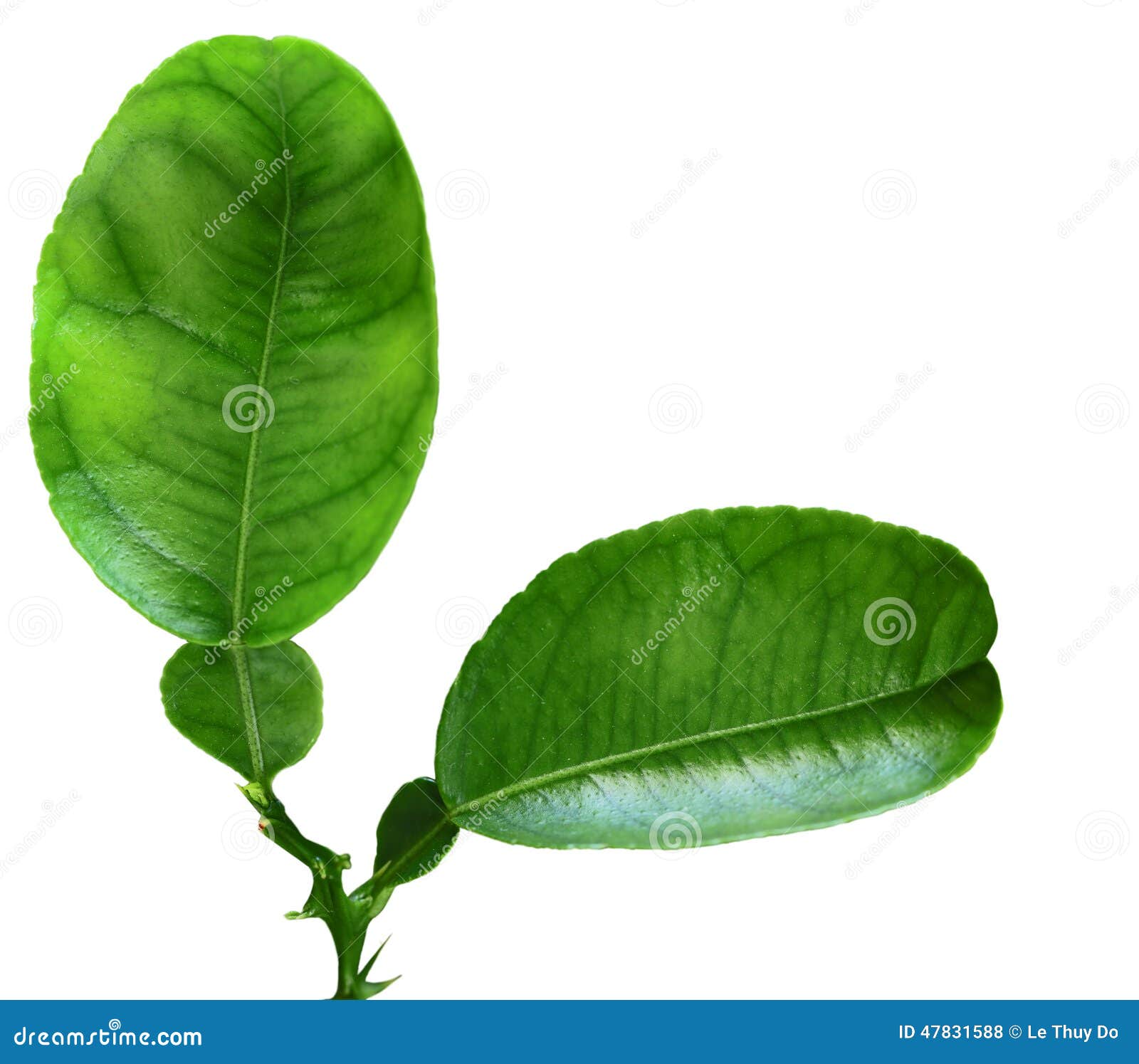 Feuille de citron photo stock. Image du closeup, fruit - 47831588