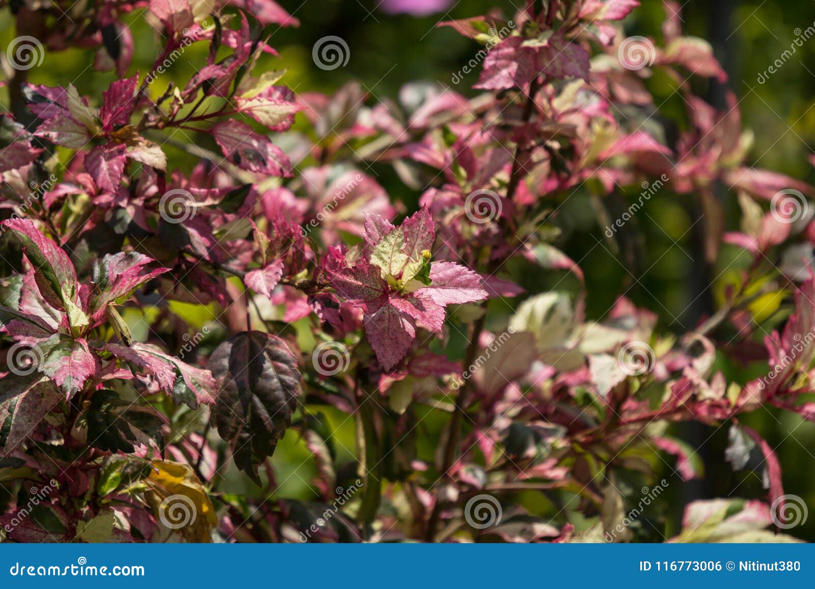Feuille De Fleur Chinoise Rouge De Ketmie Photo stock - Image du ...