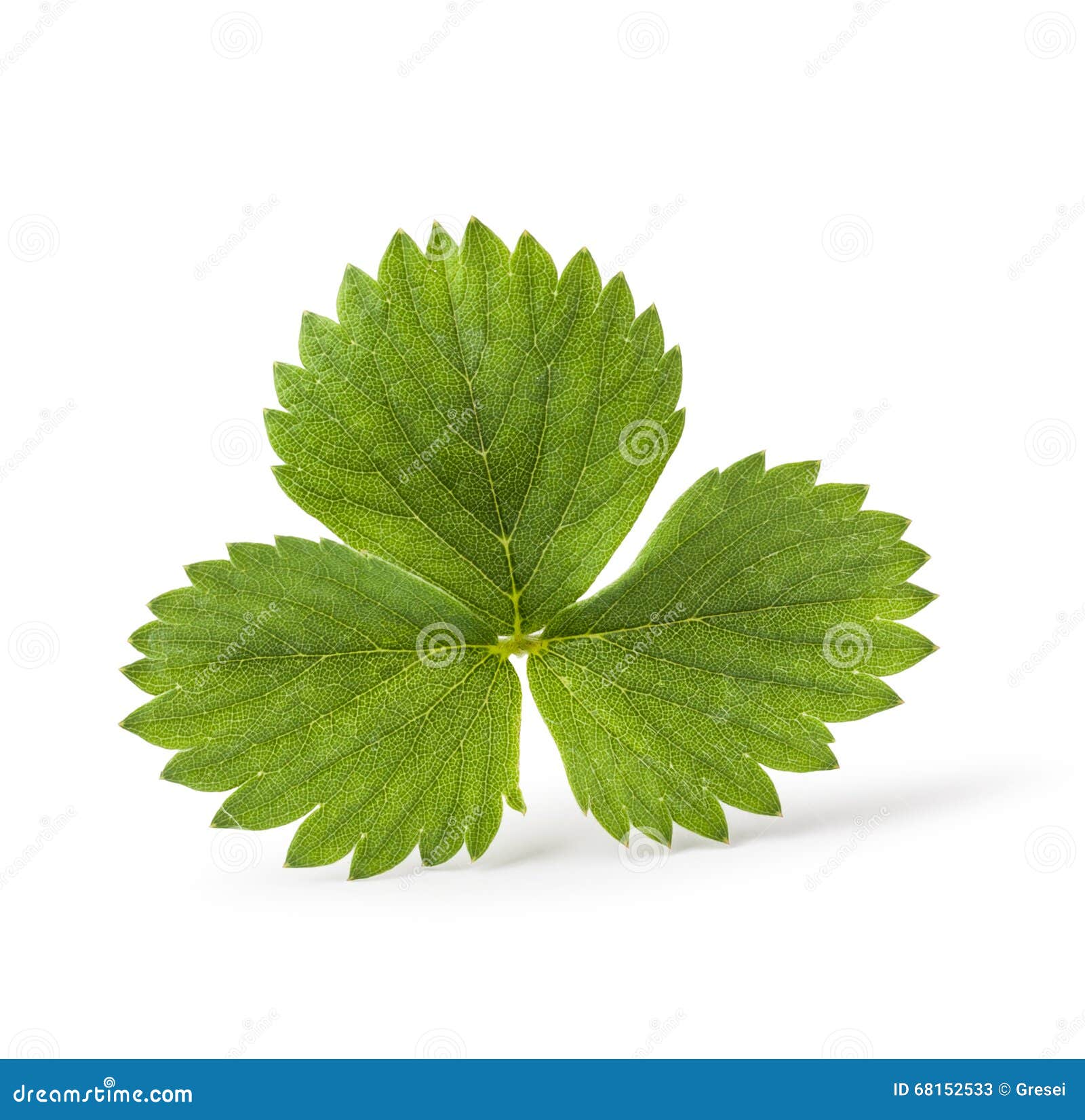 Feuille de fraise image stock. Image du fraise, couleur - 68152533