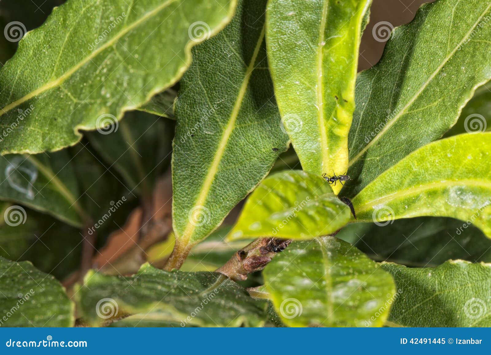 Feuille de laurier image stock. Image du herbes, herbal - 42491445