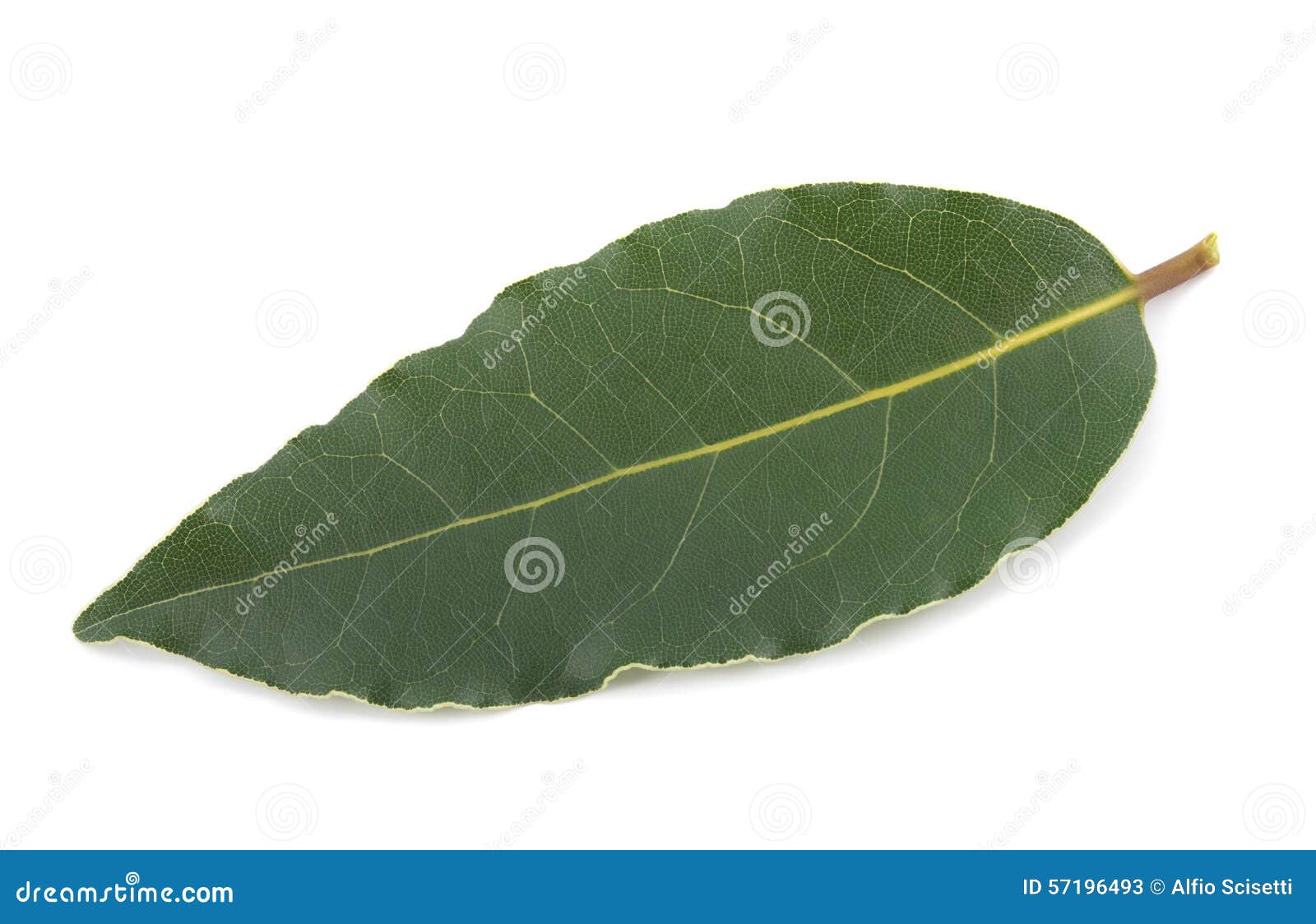 Feuille de laurier image stock. Image du sain, normal - 57196493