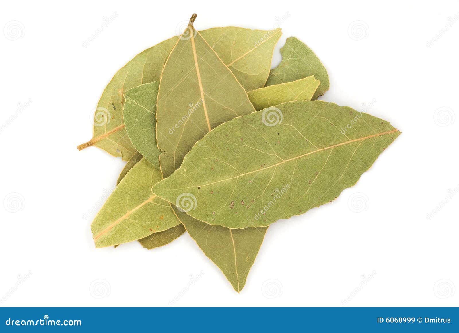 Feuille de laurier image stock. Image du épices, médecine - 6068999