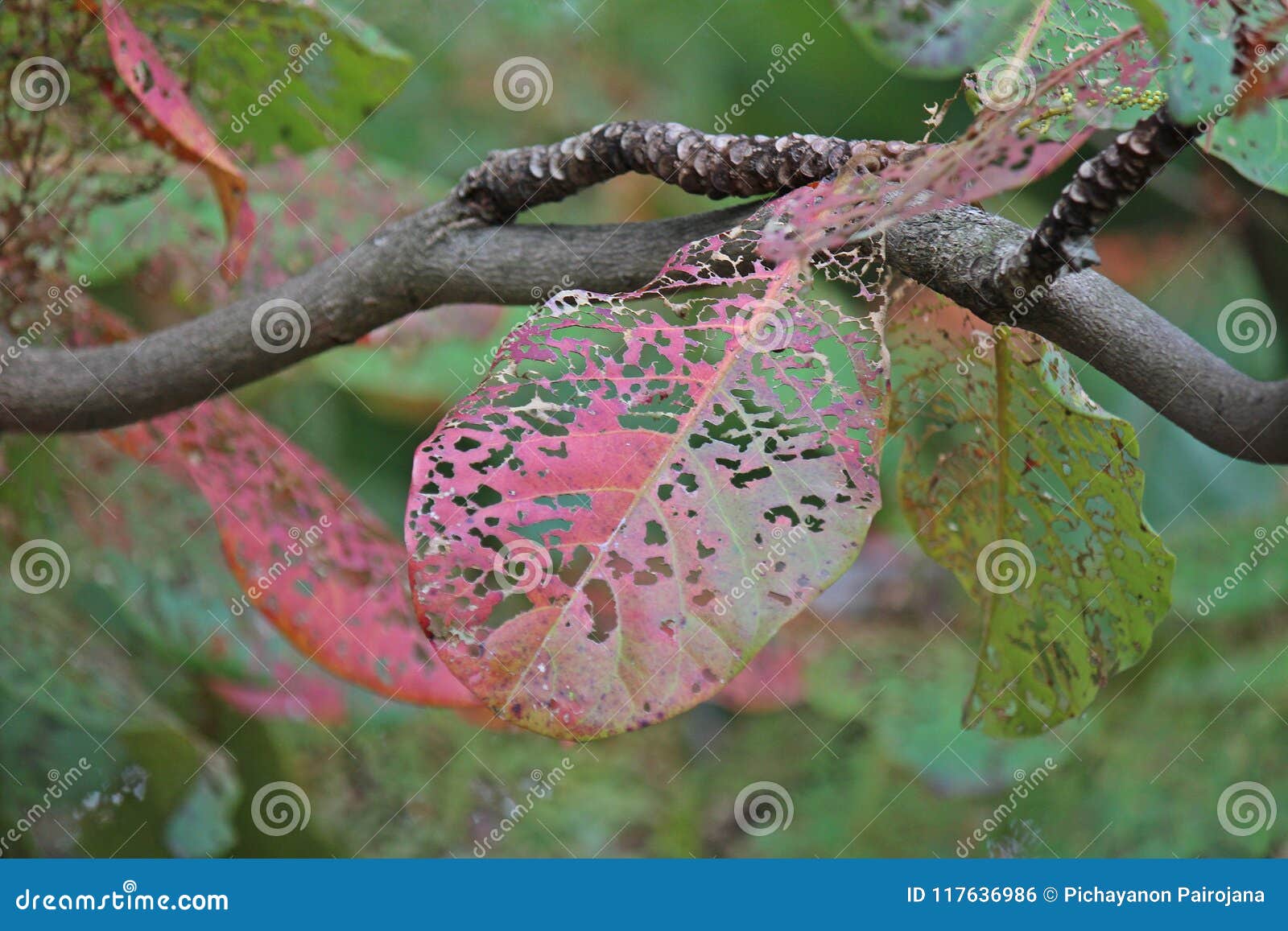 Feuille De Morsure D'insectes Photo stock - Image du fond, parasite ...