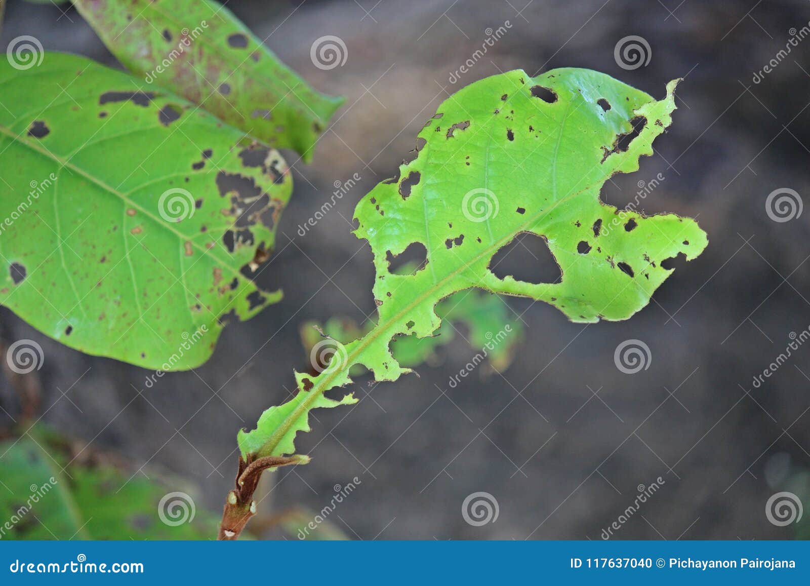 Feuille De Morsure D'insectes Photo stock - Image du lames, dégagement ...
