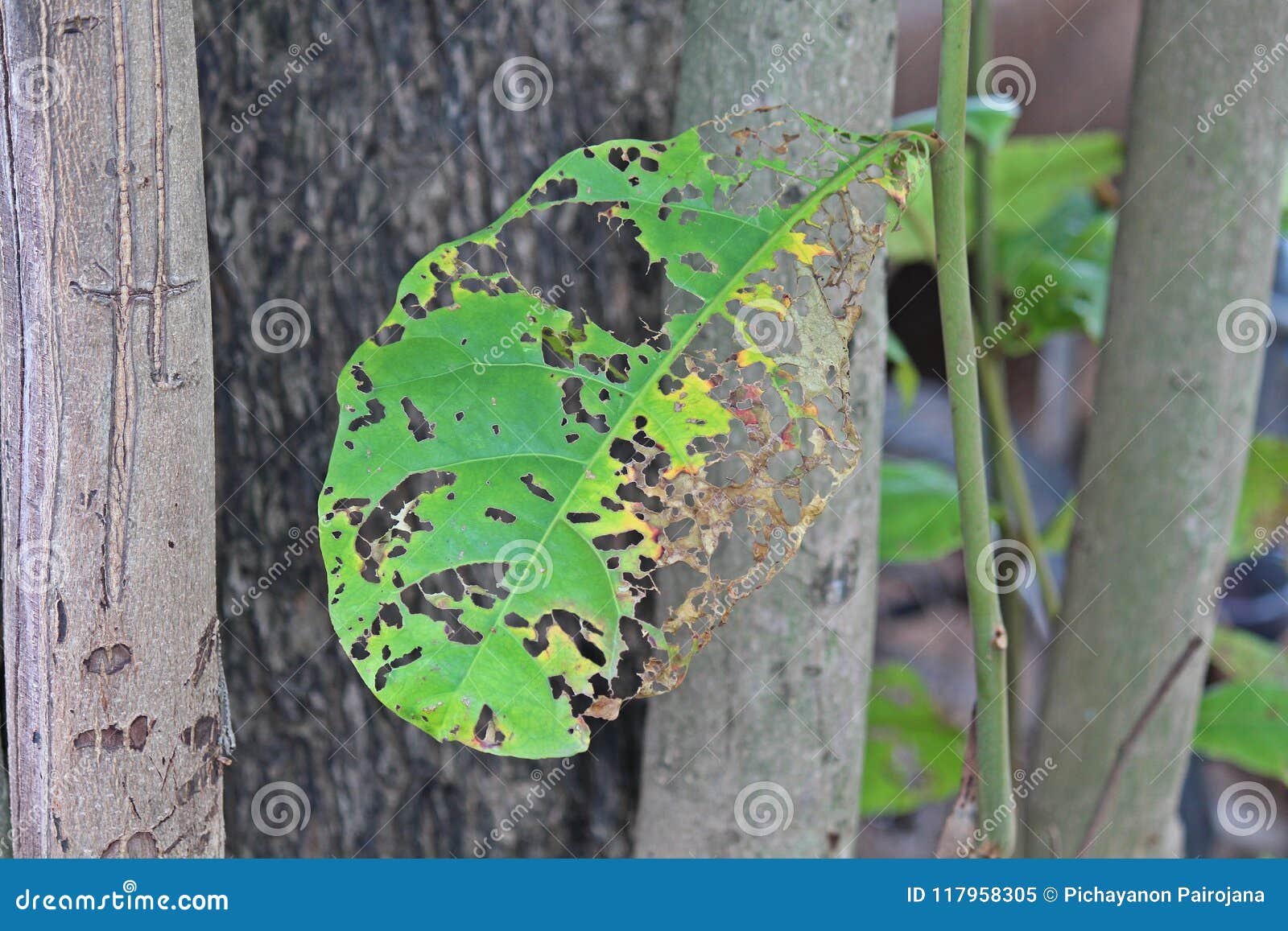Feuille De Morsure D'insectes Image stock - Image du insecte ...
