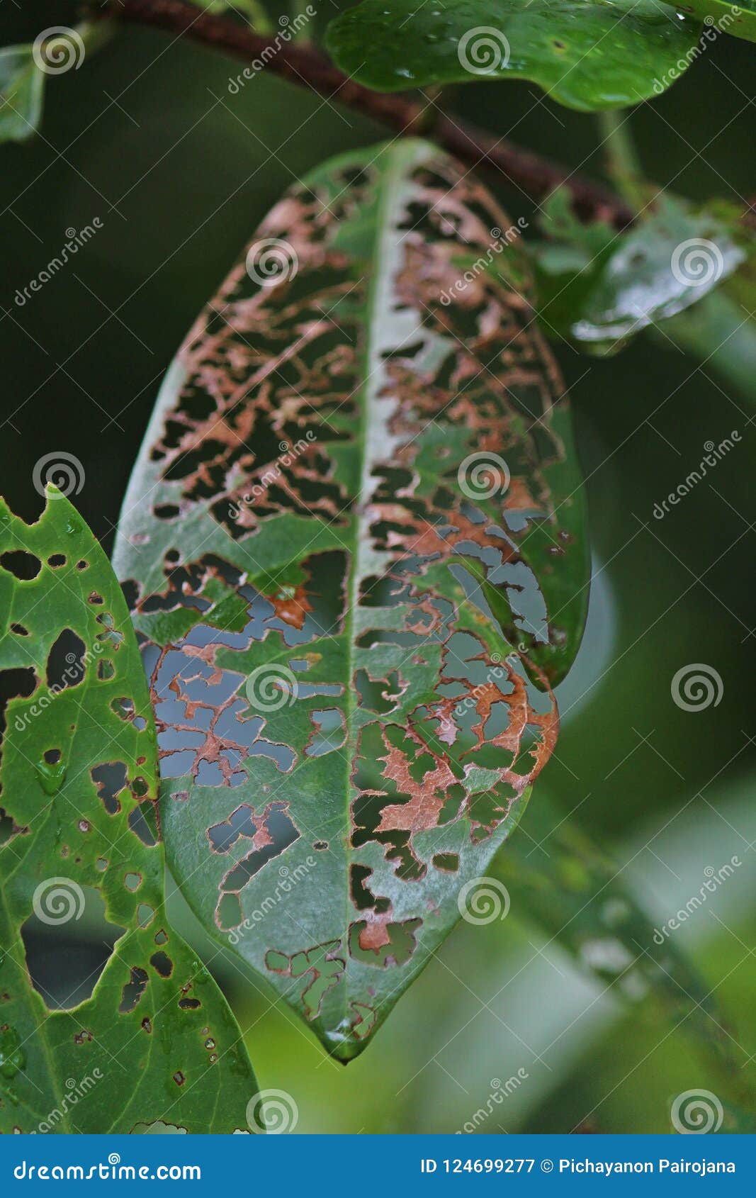 Feuille De Morsure D'insectes Image stock - Image du isolement, nature ...