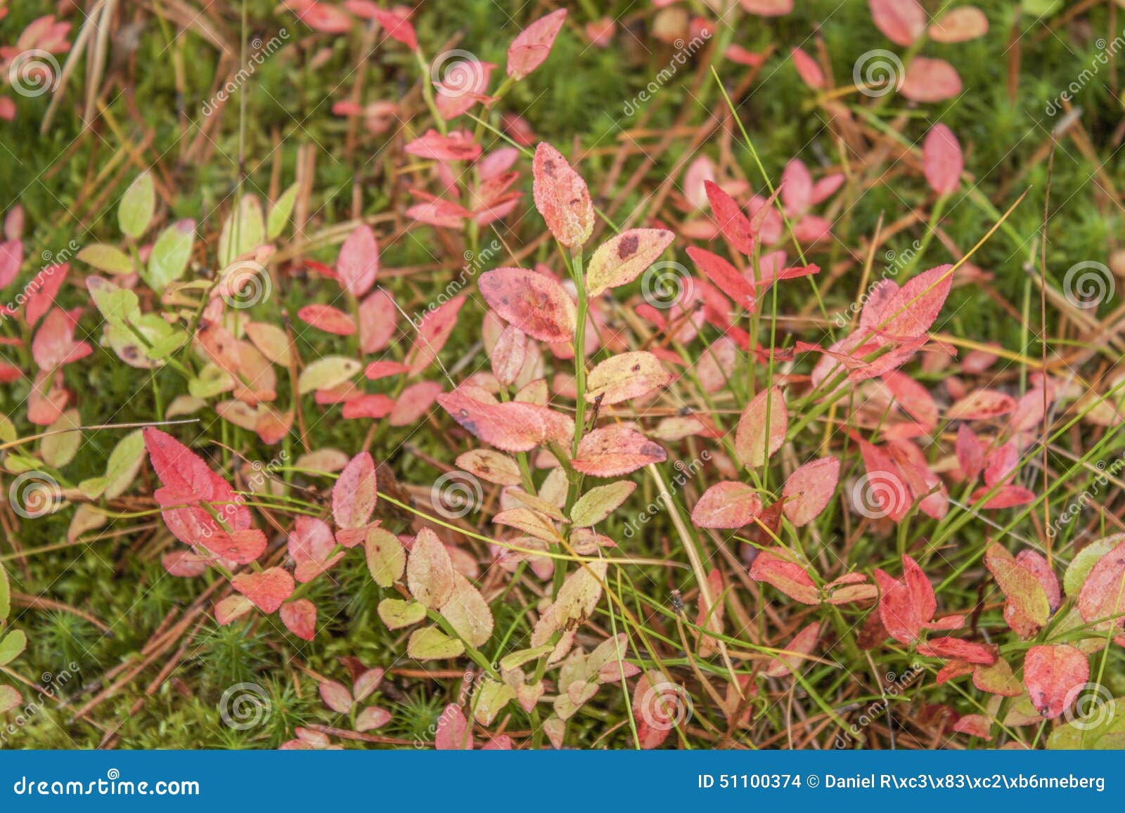 Feuille de myrtille photo stock. Image du buisson, bleu - 51100374