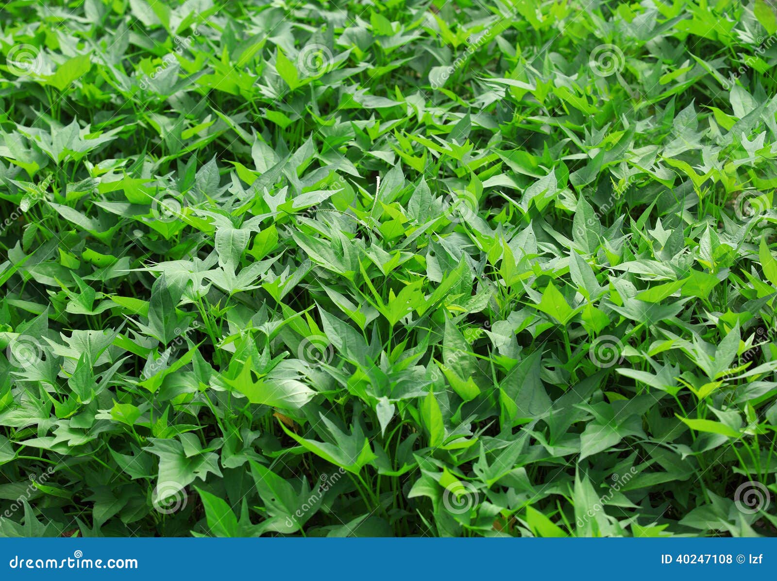 Feuille de patate douce photo stock. Image du zone, collecte - 40247108