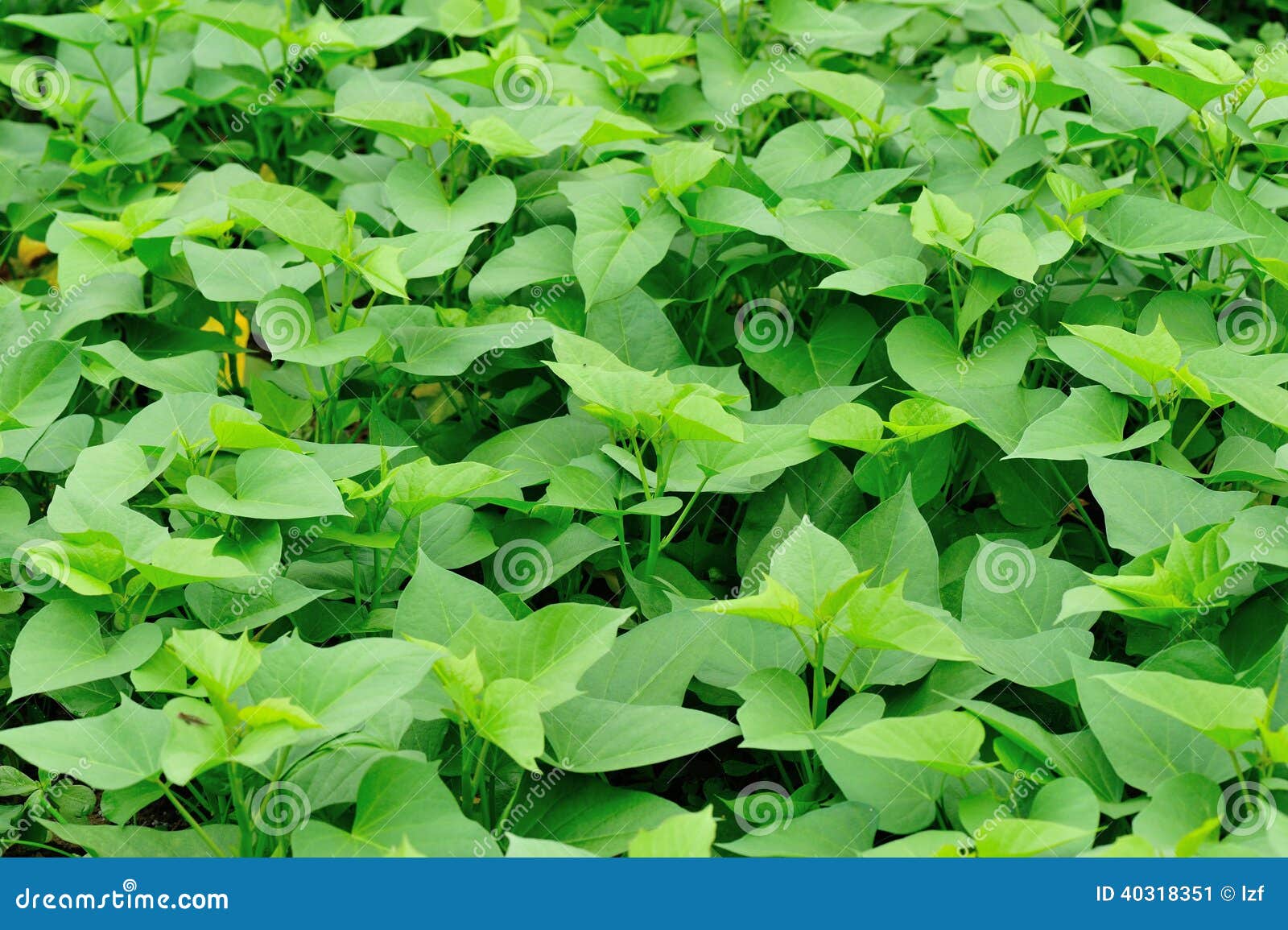 Feuille de patate douce image stock. Image du rosée, nature - 40318351