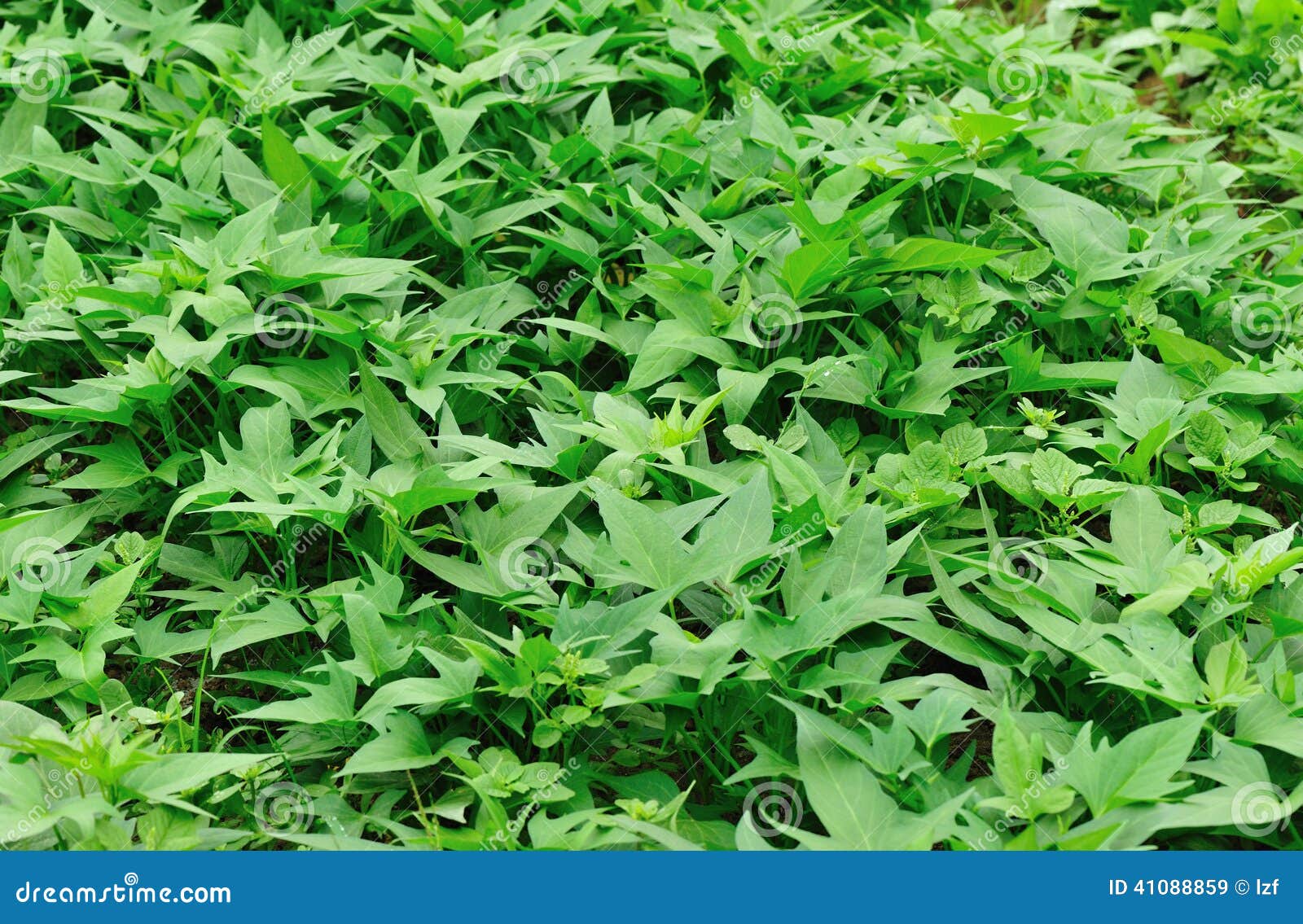 Feuille de patate douce image stock. Image du cultivez - 41088859