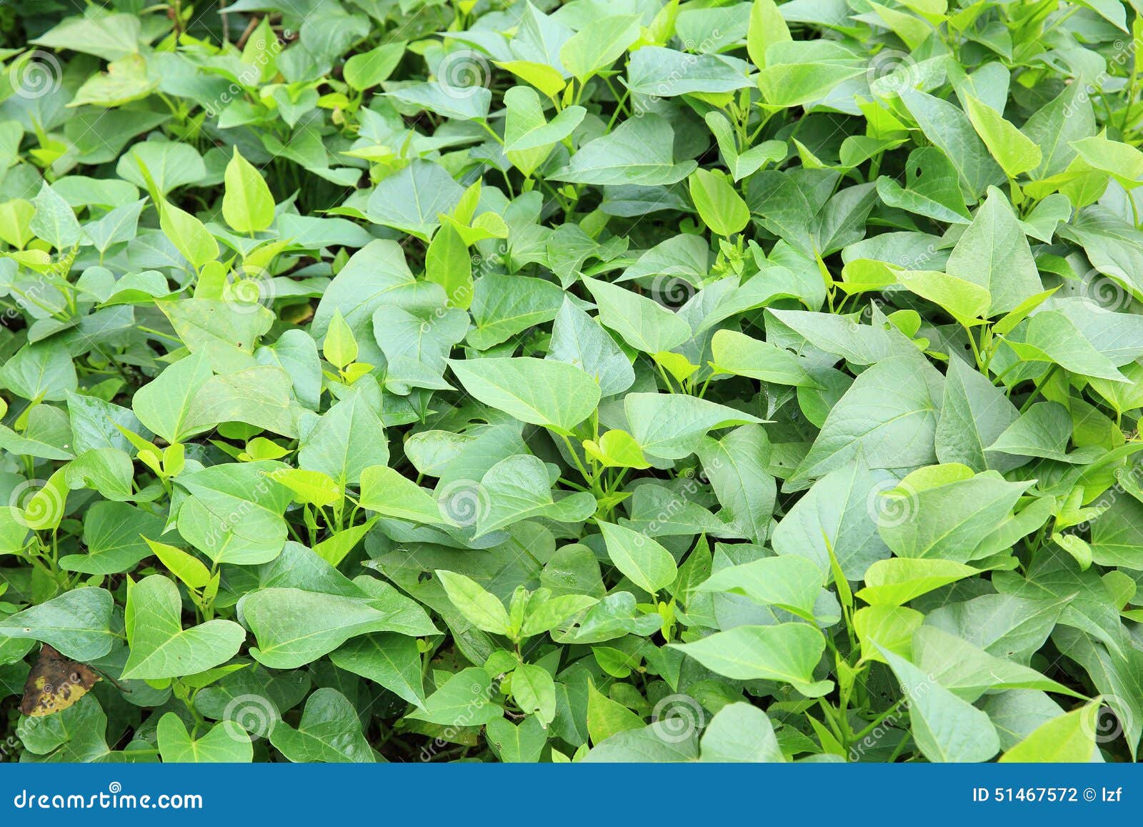 Feuille de patate douce photo stock. Image of feuillu - 51467572