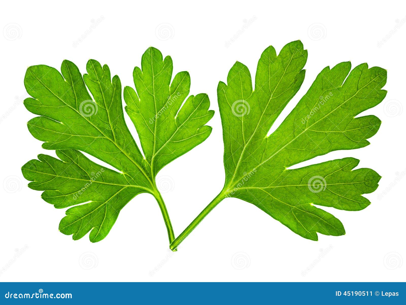 Feuille de persil image stock. Image du aromatique, épice - 45190511