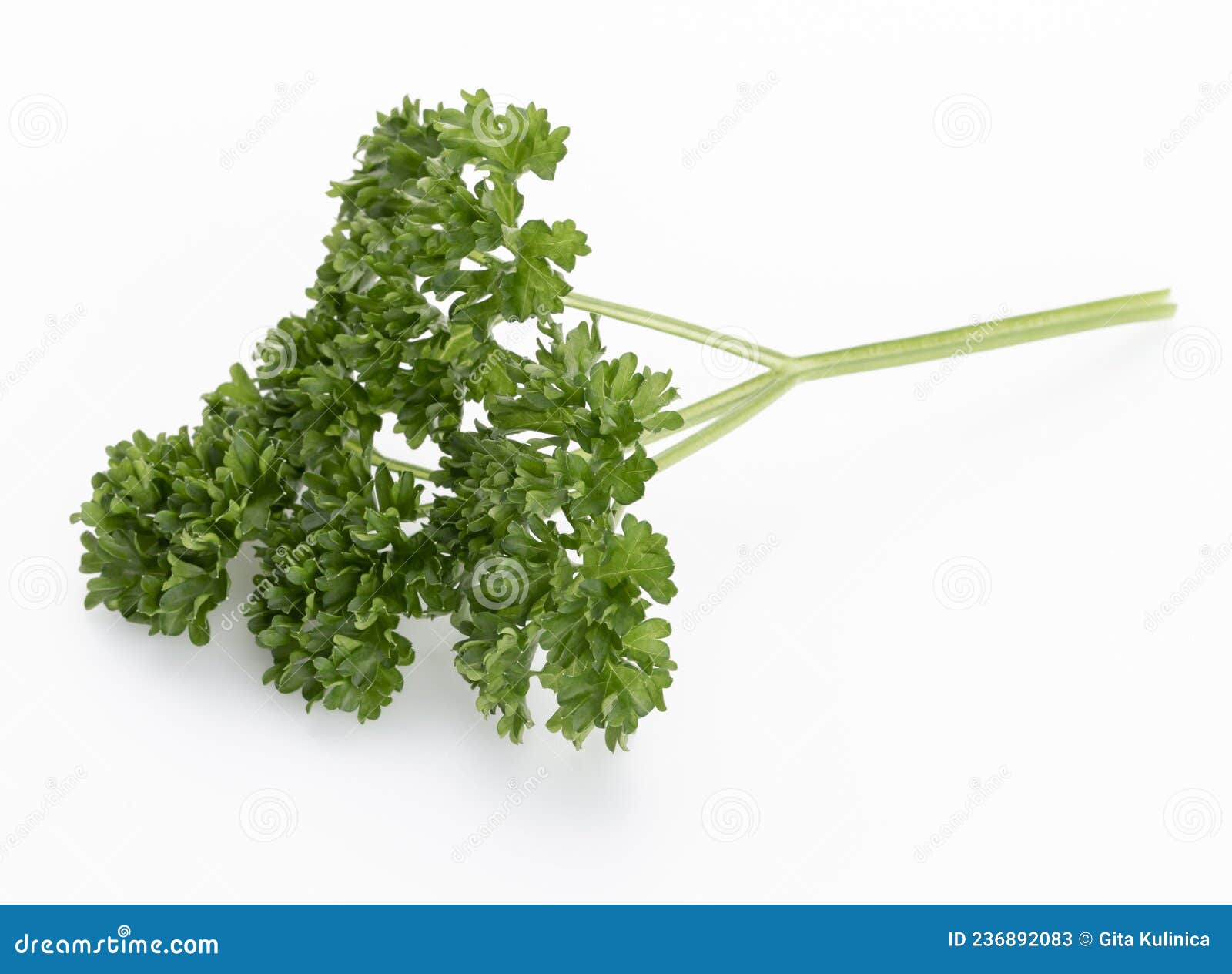 Feuille De Persil Bio Sur Fond Blanc Image stock - Image du centrale ...