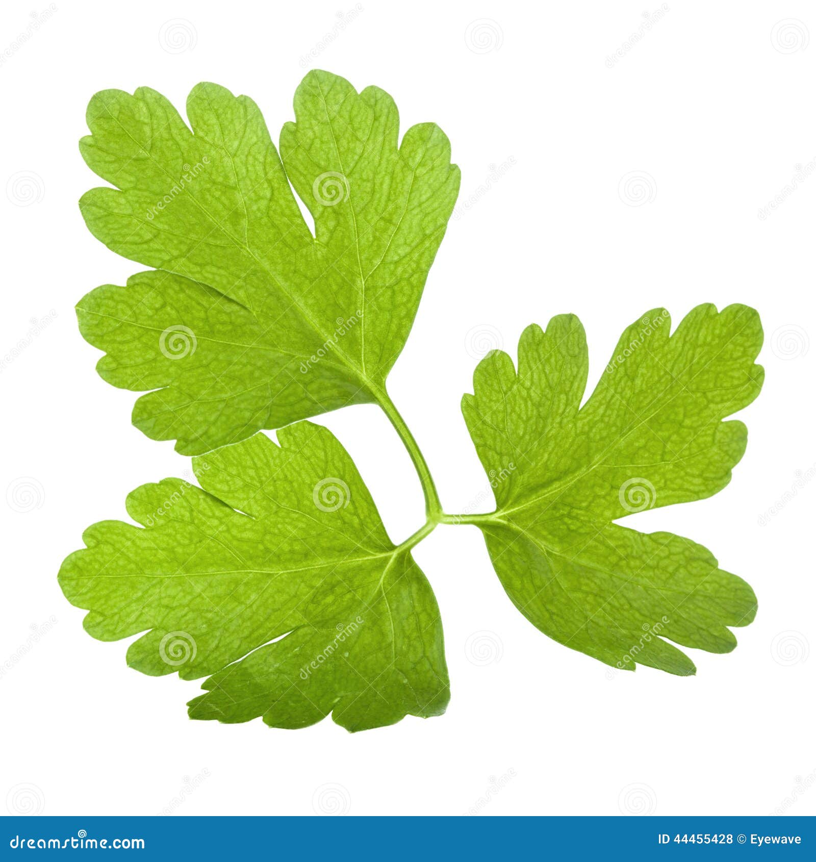 Feuille De Persil Italien D'isolement Photo stock - Image du nourriture ...