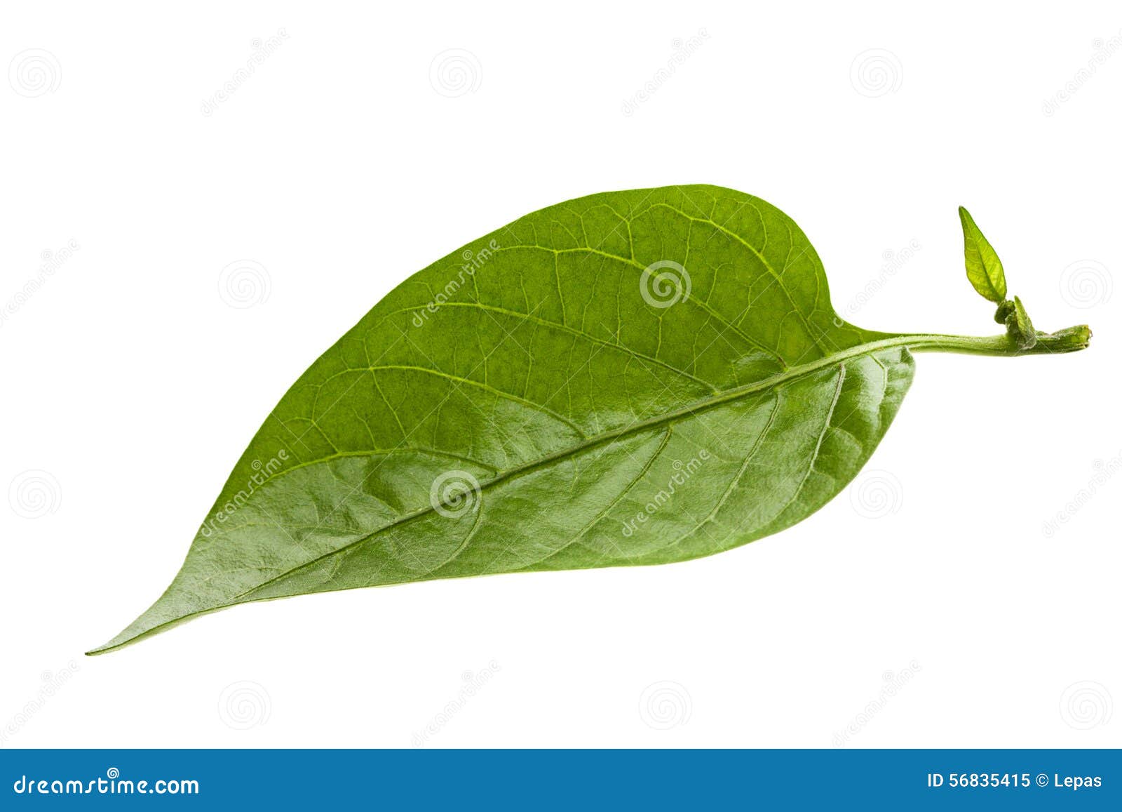 Feuille de poivron doux image stock. Image du fermer - 56835415