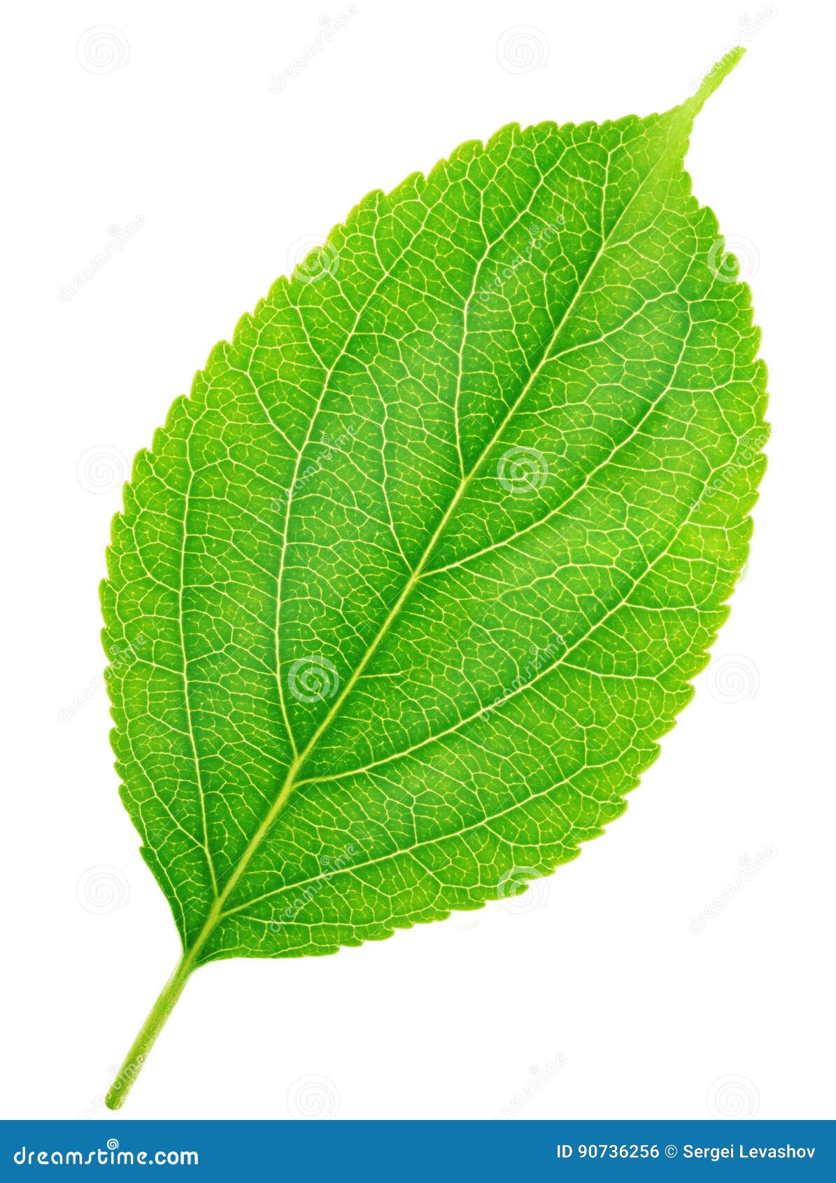 Feuille De Pommier D'isolement Sur Un Blanc Photo stock - Image du lame ...