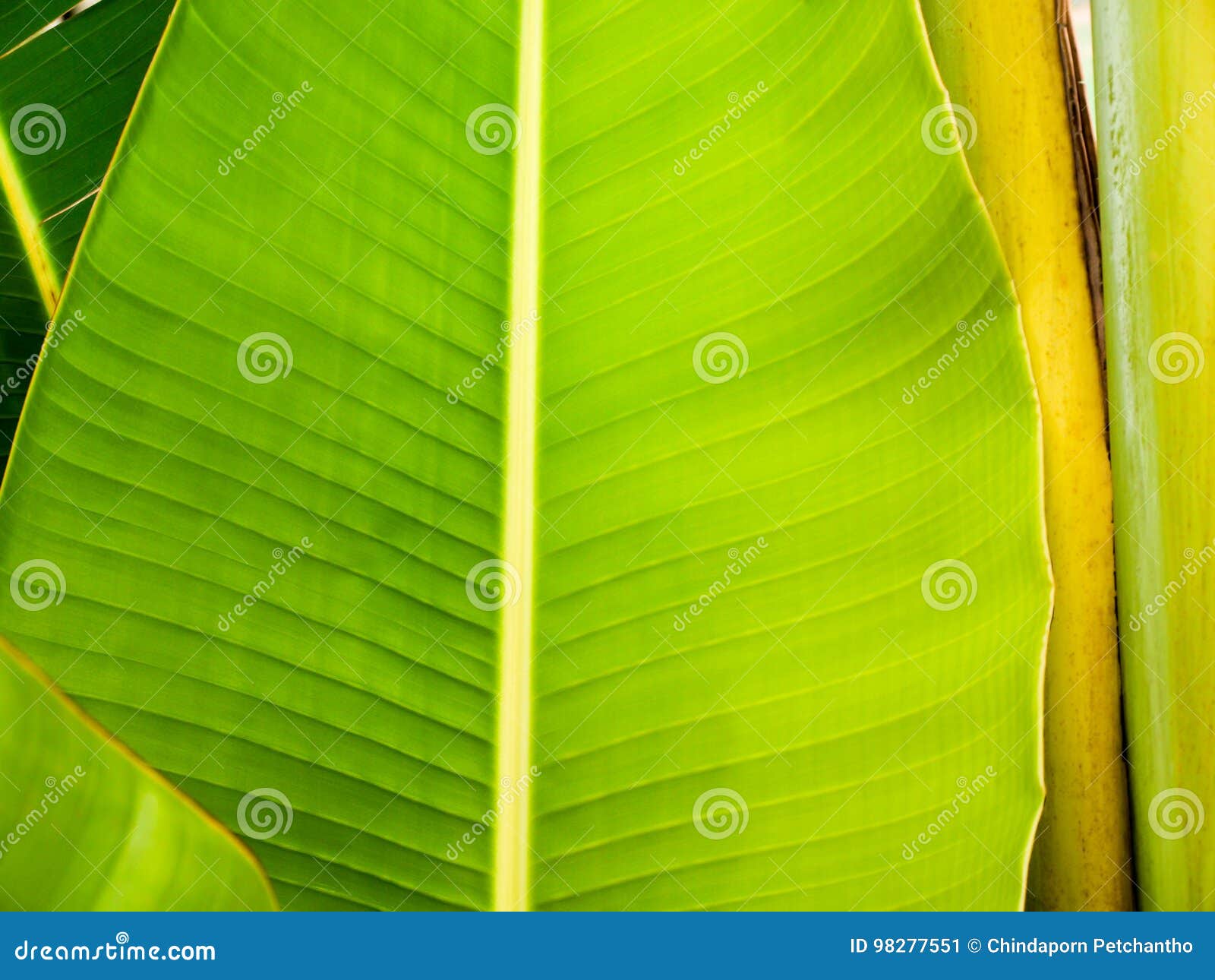 Feuille de Ravenala image stock. Image of détail, horticulture - 98277551