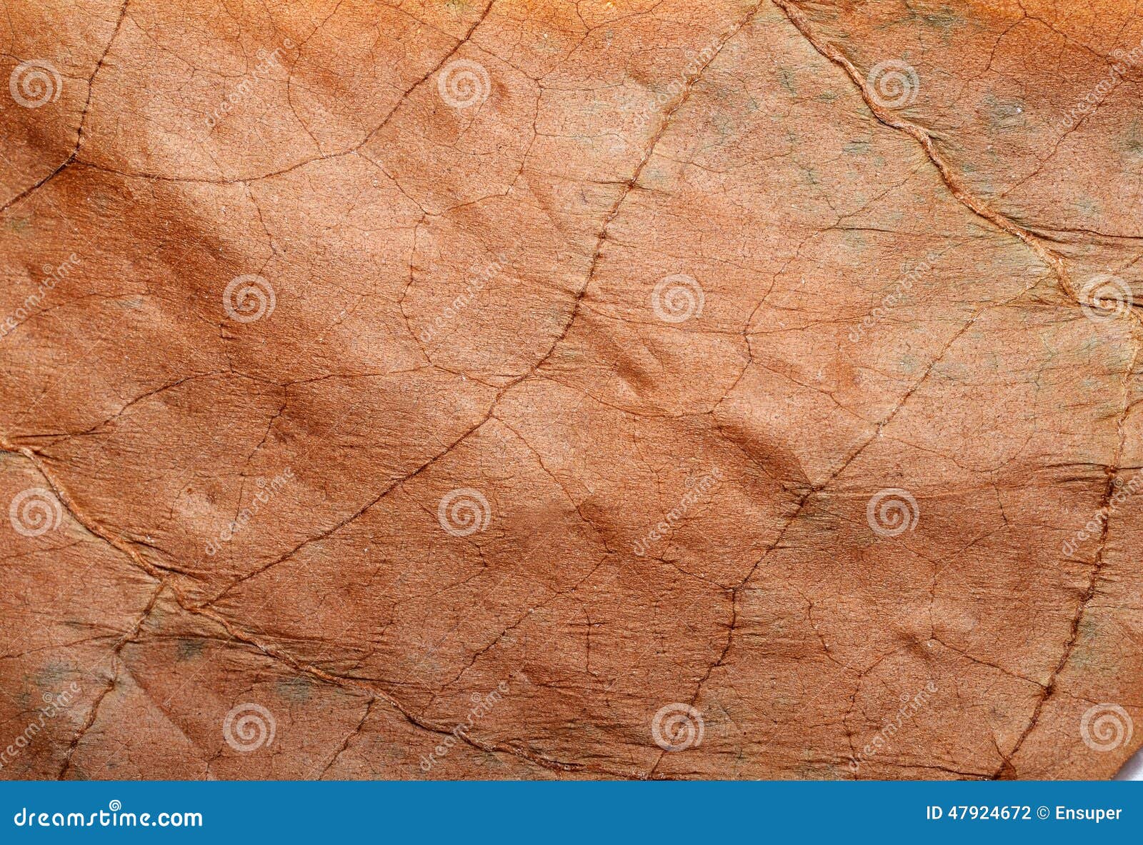 Feuille de tabac photo stock. Image du havane, congé - 47924672