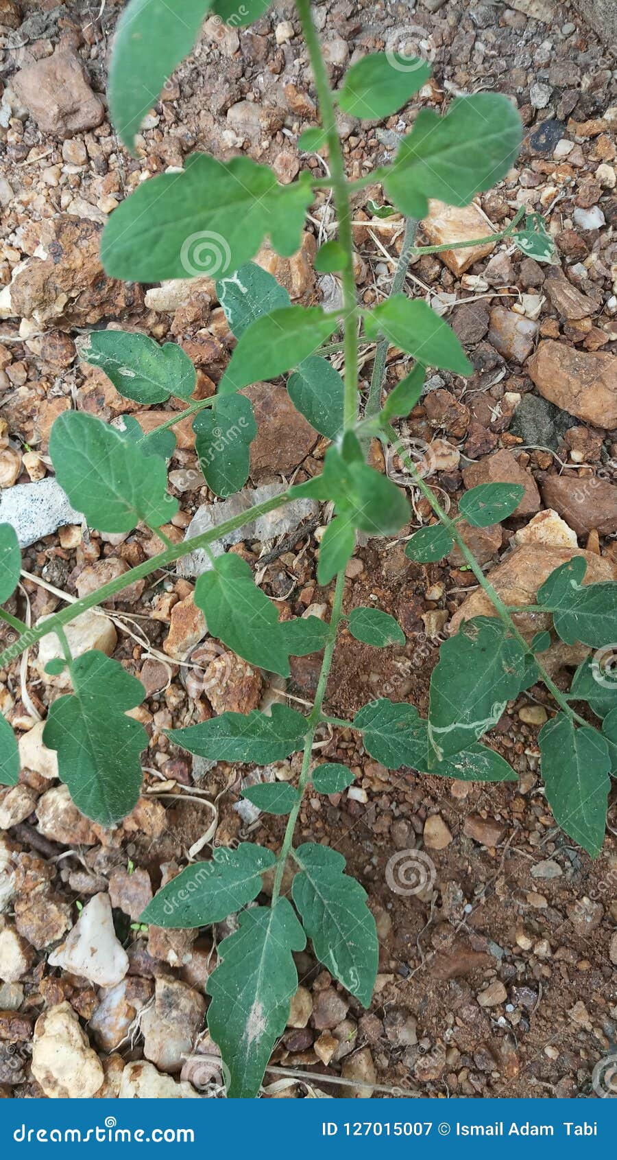 Feuille de tomate image stock. Image du tomate, lame - 127015007