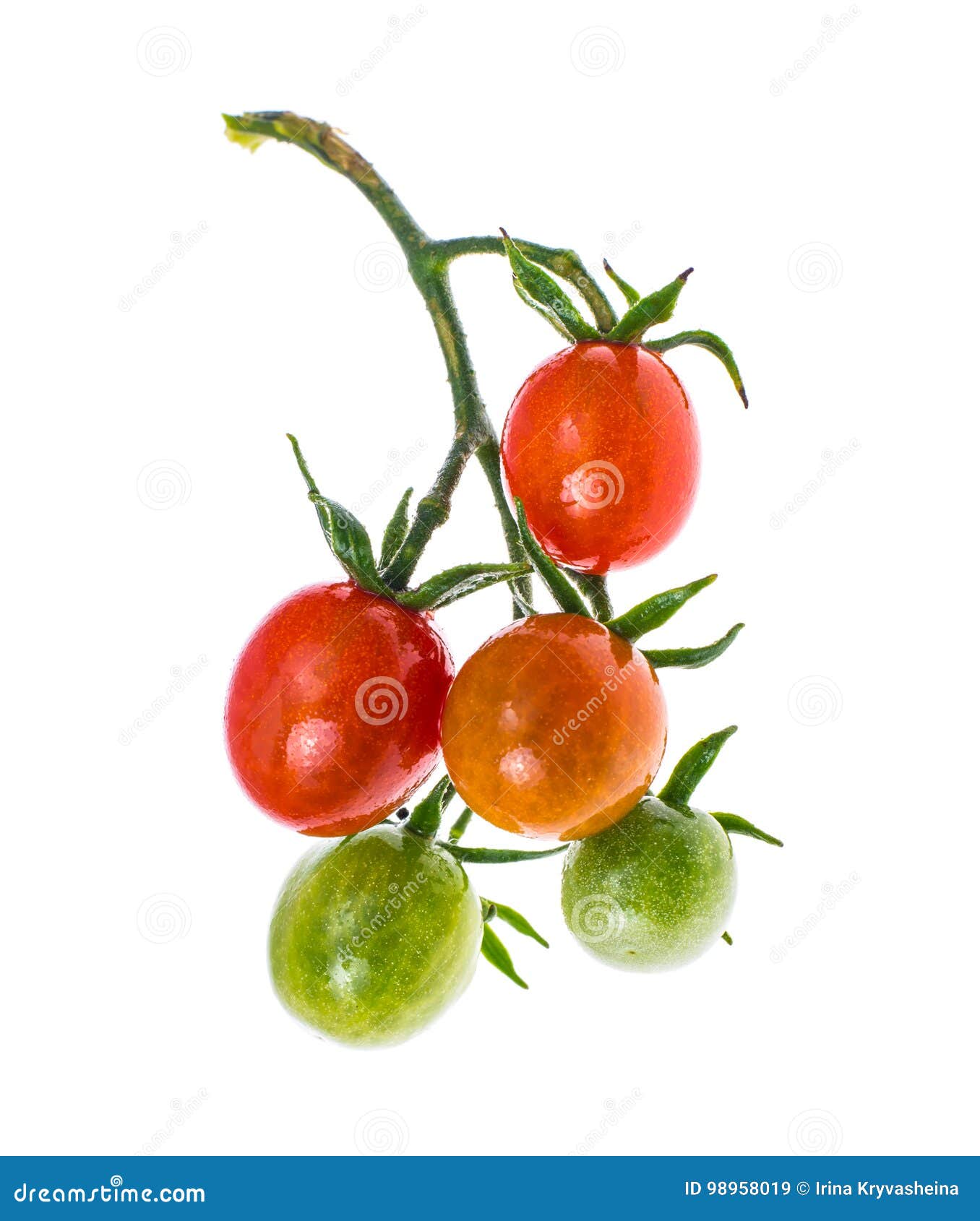 Feuille De Tomate D'isolement Sur Le Fond Blanc Image stock - Image du ...