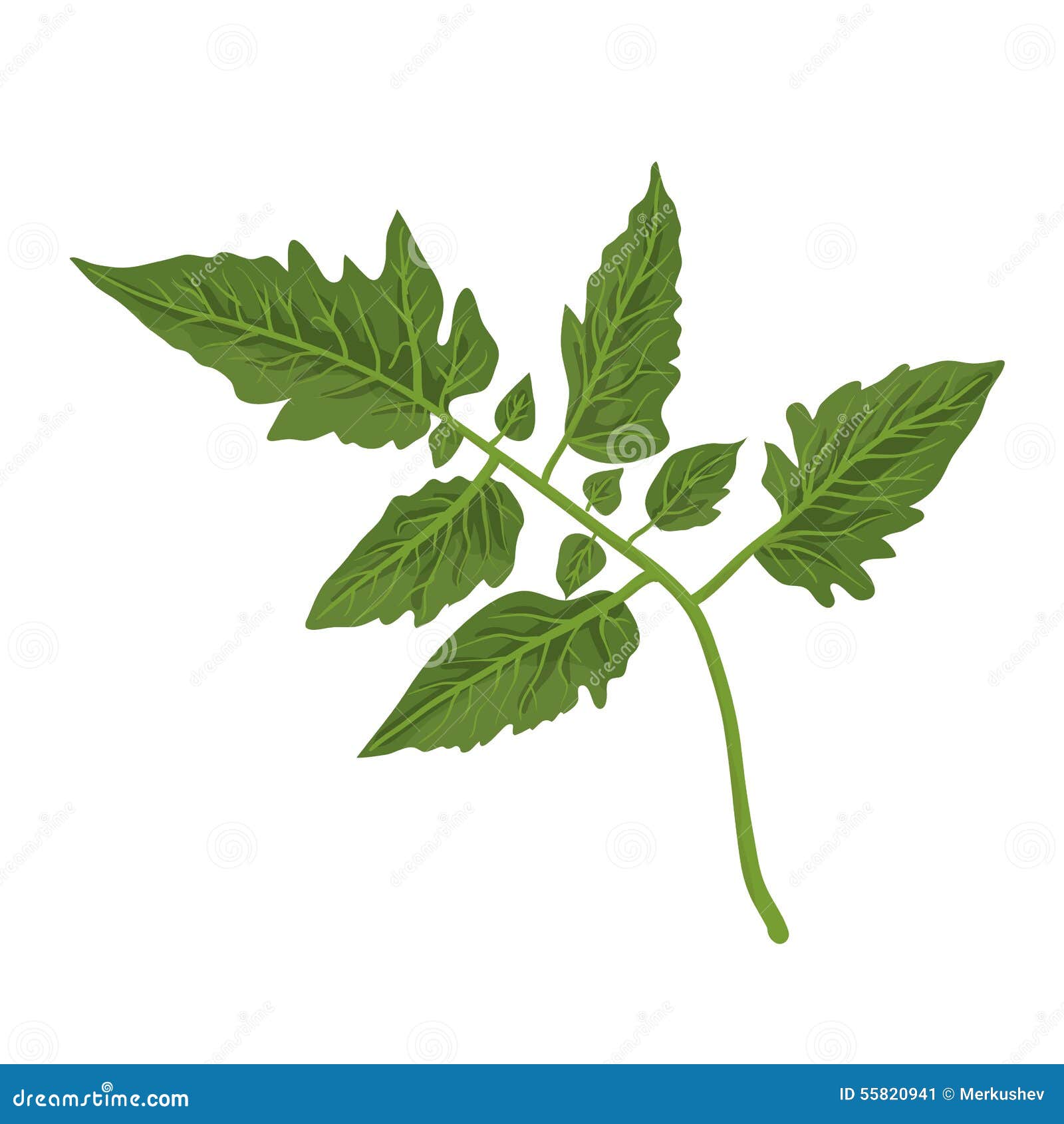 Feuille De Tomate, Sur Le Blanc Illustration de Vecteur - Illustration ...