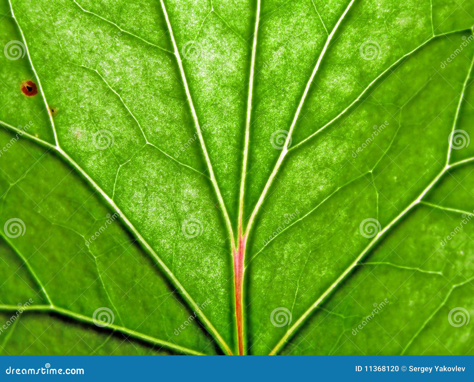 Feuille du plantain photo stock. Image du nature, ligne - 11368120