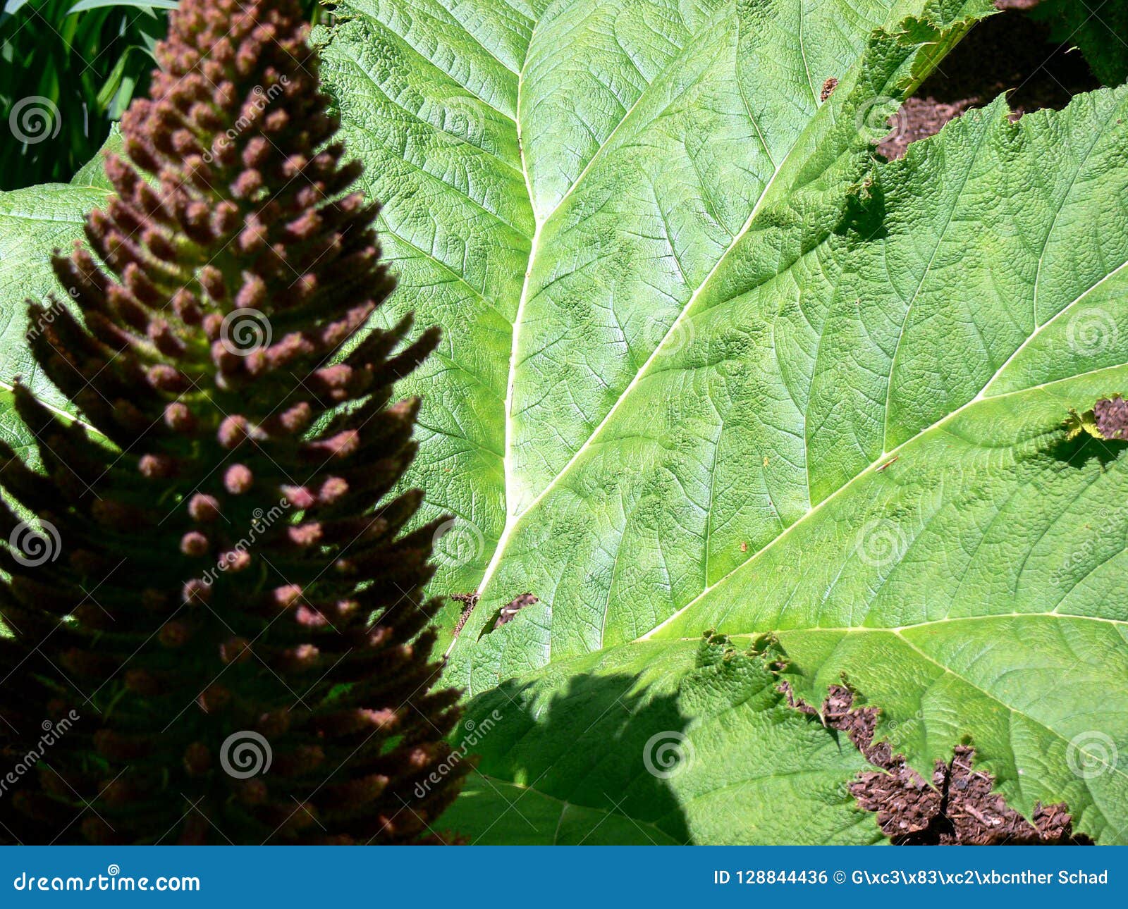 Feuille Gigantesque Avec L'inflorescence Photo stock - Image du ...
