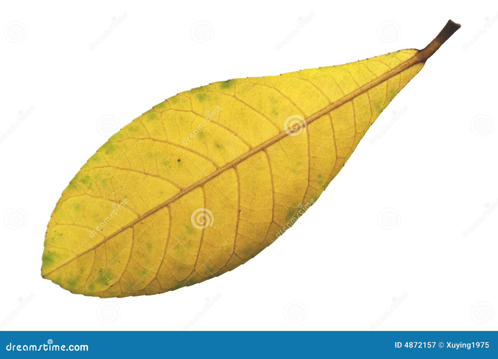 Feuille Jaune Image. Image: 4872157