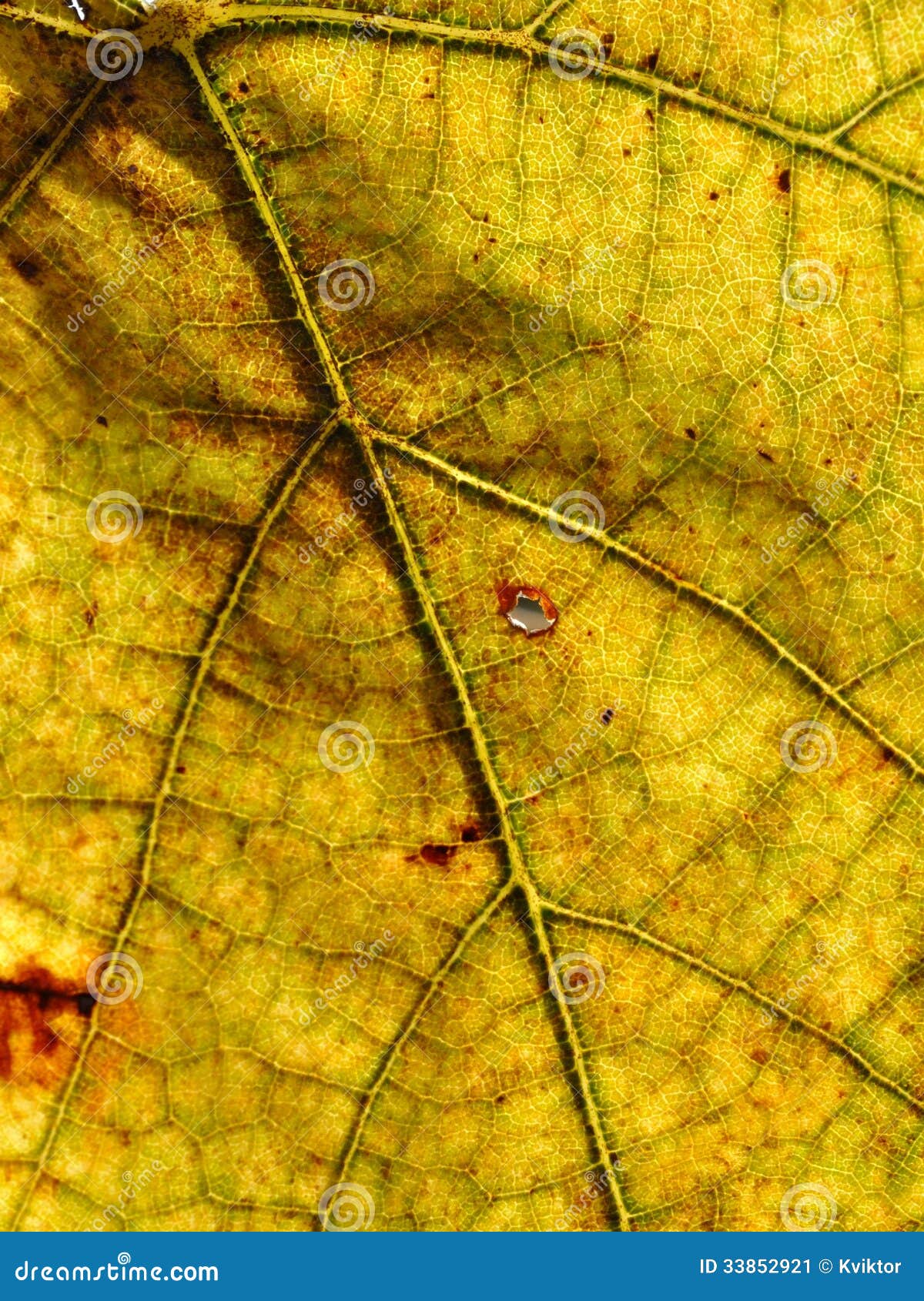 Feuille Jaune De Vigne D'automne Image stock - Image du raisin, automne ...