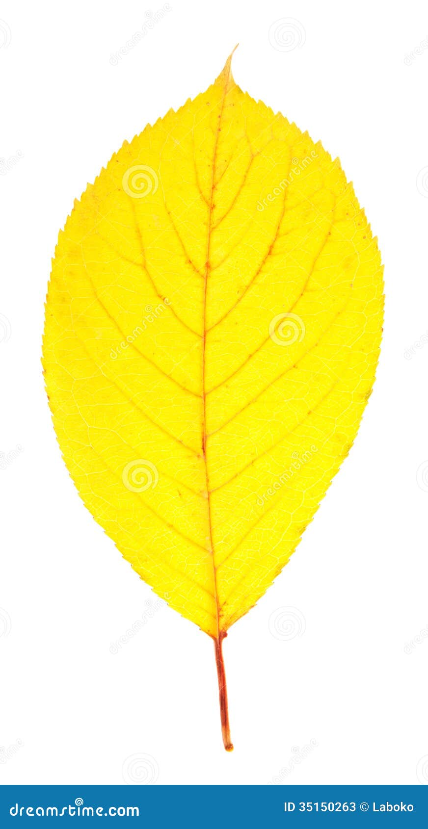 Feuille Jaune Lumineuse D'automne Image stock - Image du couleur ...