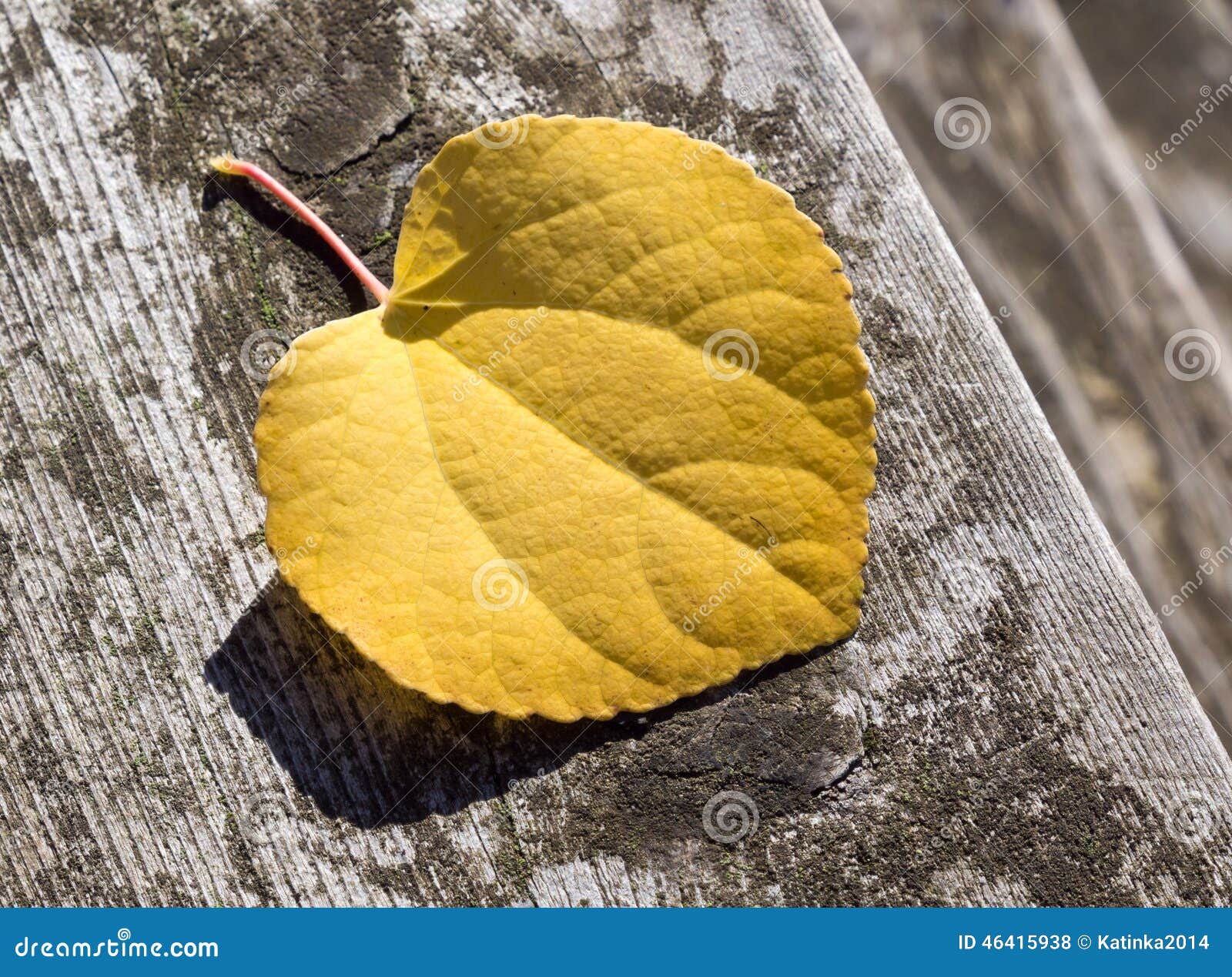 Feuille jaune ronde photo stock. Image du ensoleillé - 46415938