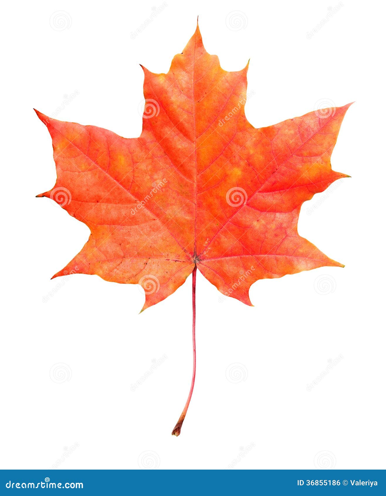 Feuille rouge photo stock. Image du noir, lame, fermer - 36855186