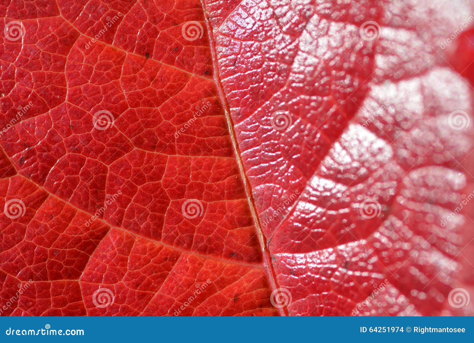 Feuille rouge photo stock. Image du rouge, été, réflexions - 64251974