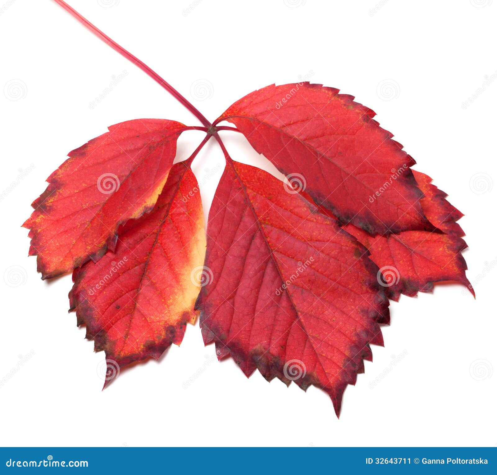 Feuille rouge d'automne image stock. Image du nature - 32643711