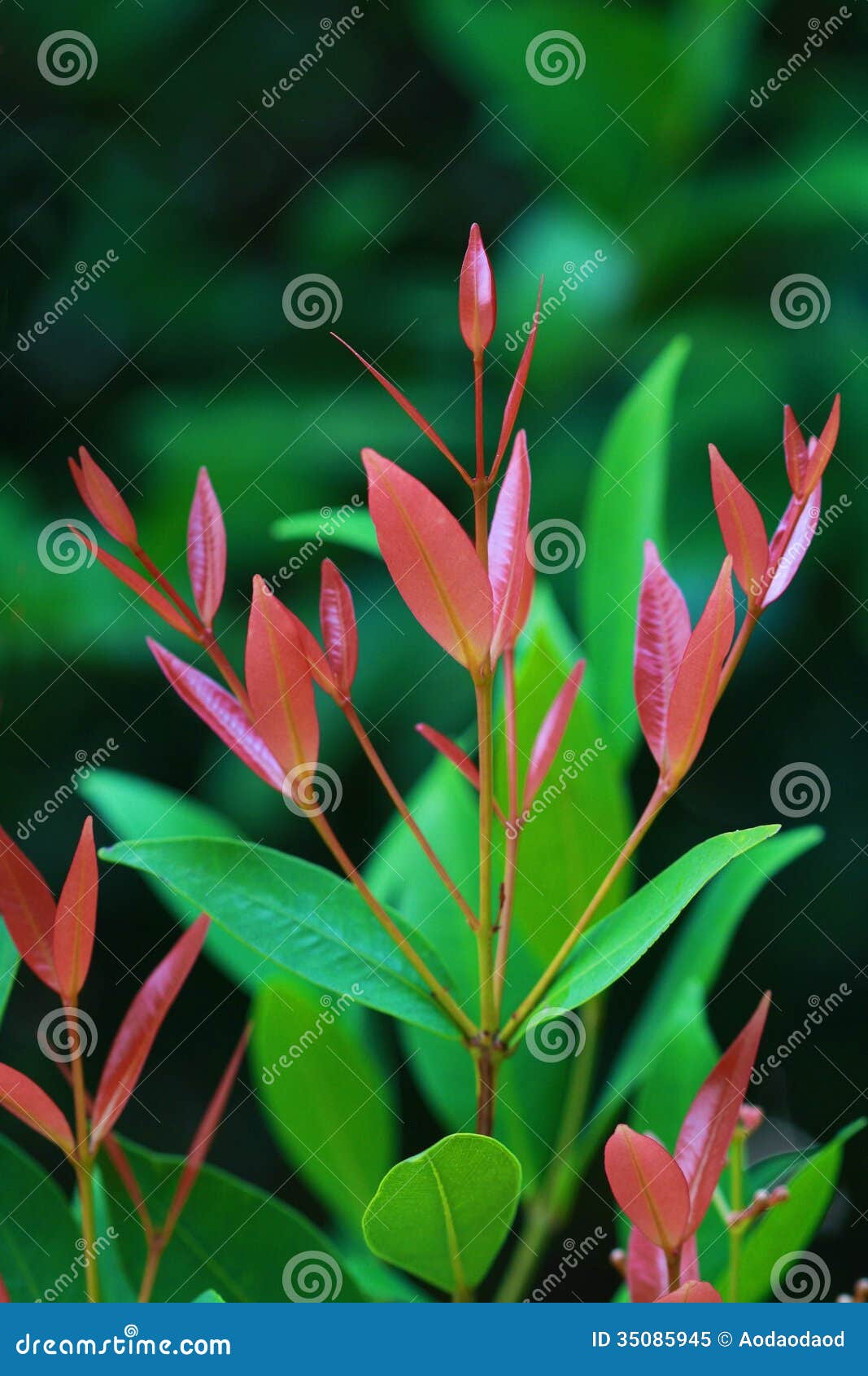 Feuille Rouge, Feuille De Thé Image stock - Image du fermer, vert: 35085945