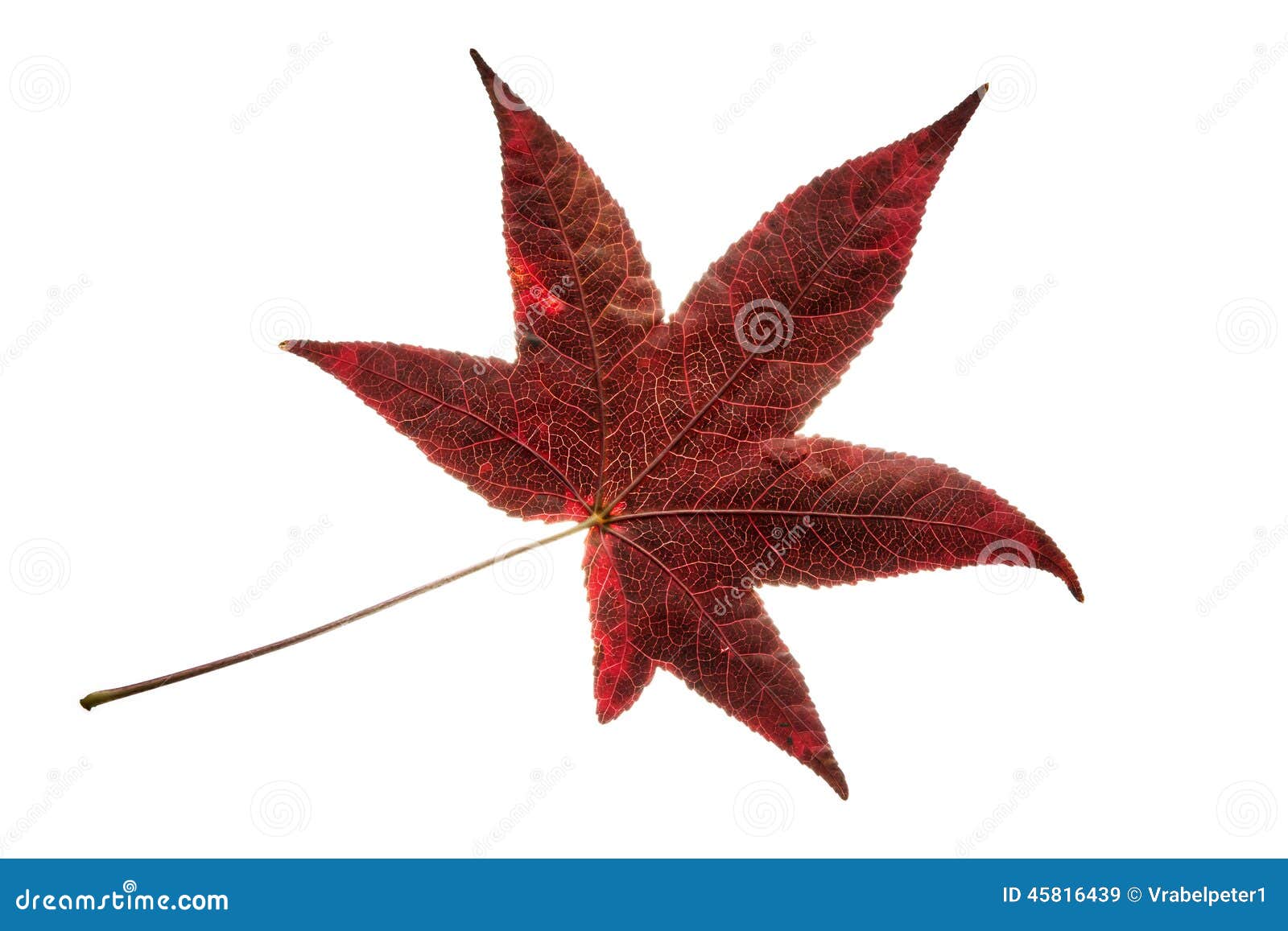 Feuille Rouge Simple D'isolement D'arbre De Liquidambar Image stock ...