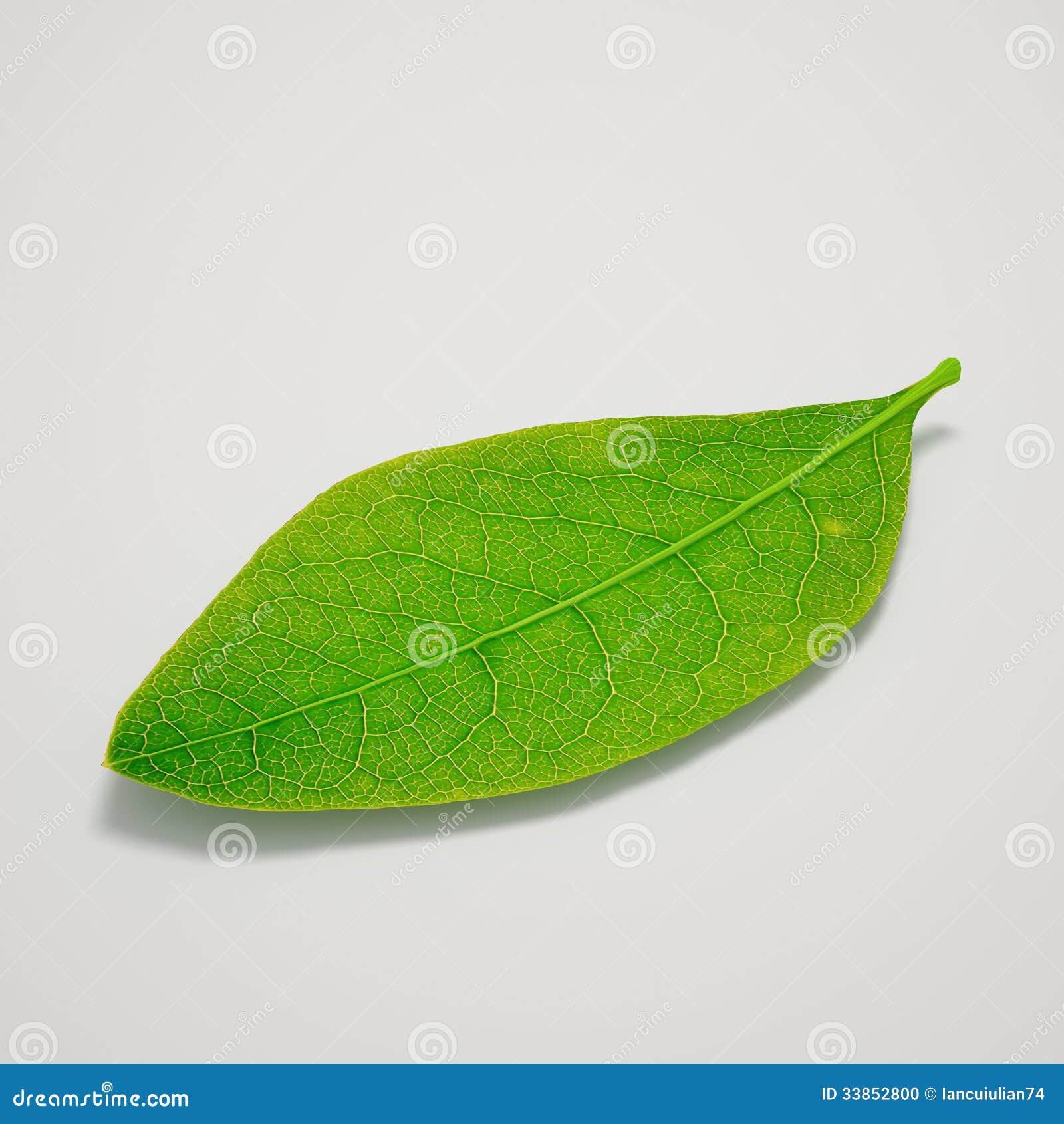 Feuille simple photo stock. Image du aube, formation - 33852800