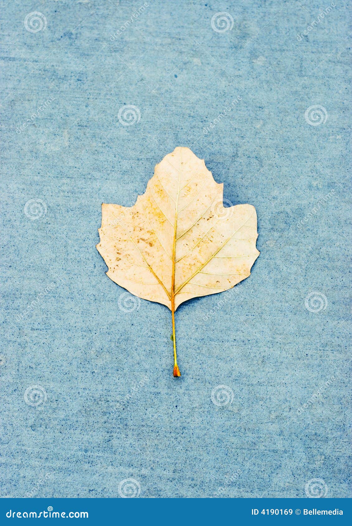 Feuille Simple Image. Image: 4190169