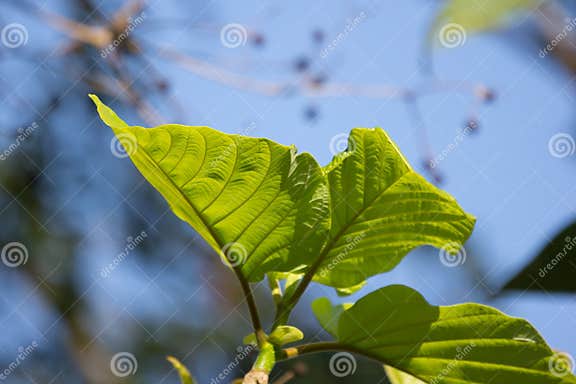 Feuille Verte D'arbre De Teck Image stock - Image du organique, fermer ...