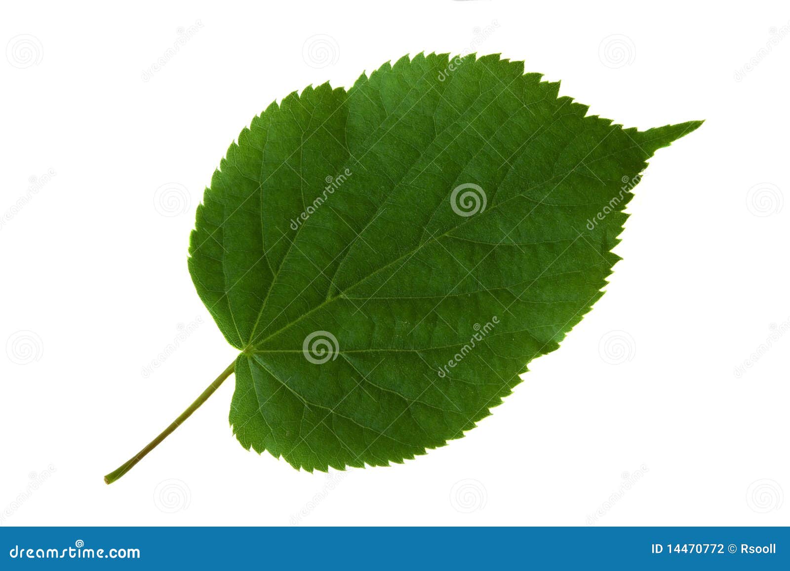 Feuille verte d'un arbre photo stock. Image du blanc - 14470772