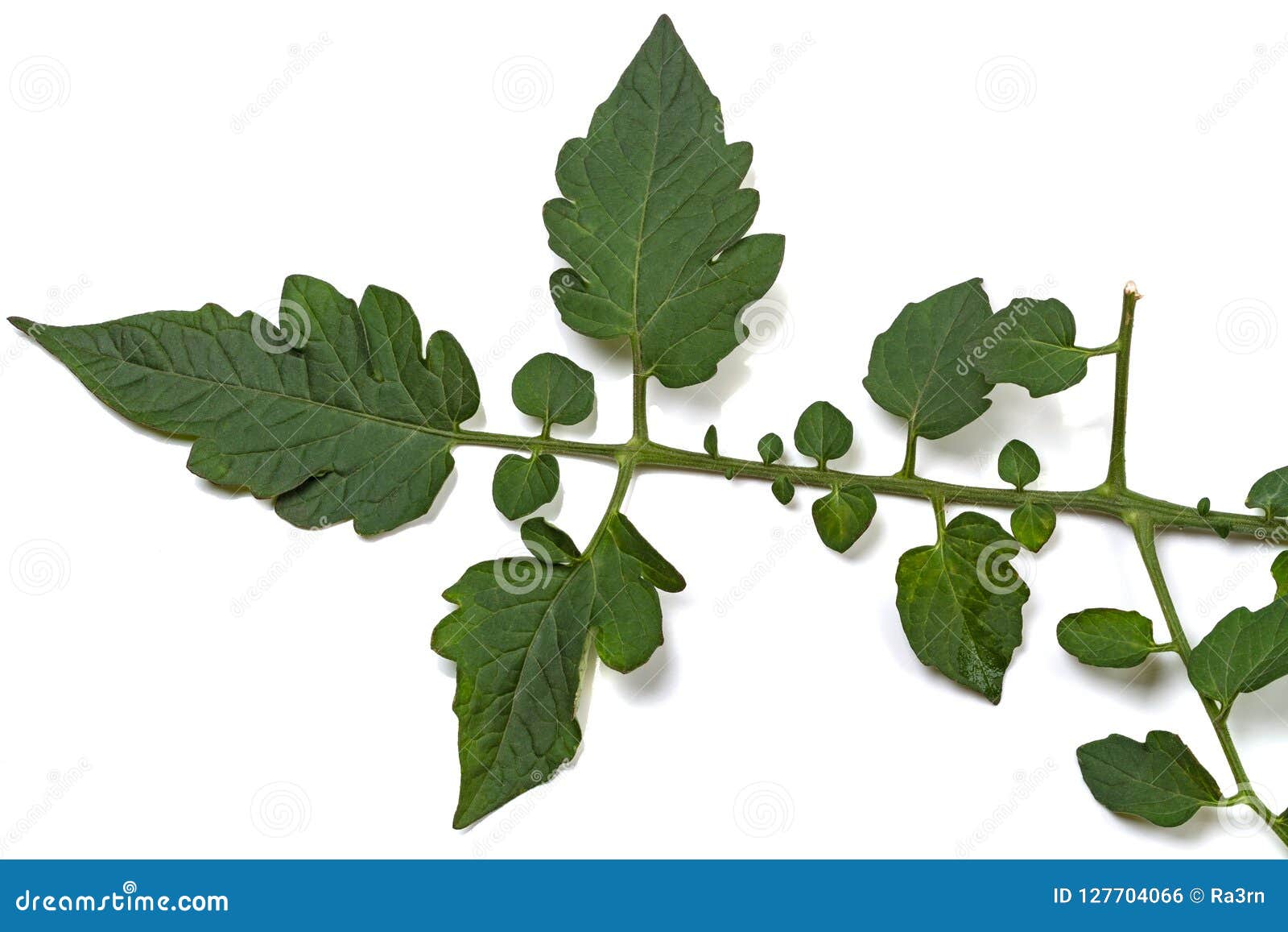 Feuille verte d'une tomate photo stock. Image du vert - 127704066