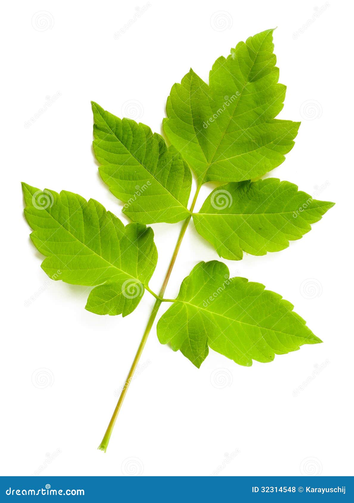 Feuilles D'arbre D'érable (cultivar) Photos libres de droits - Image ...